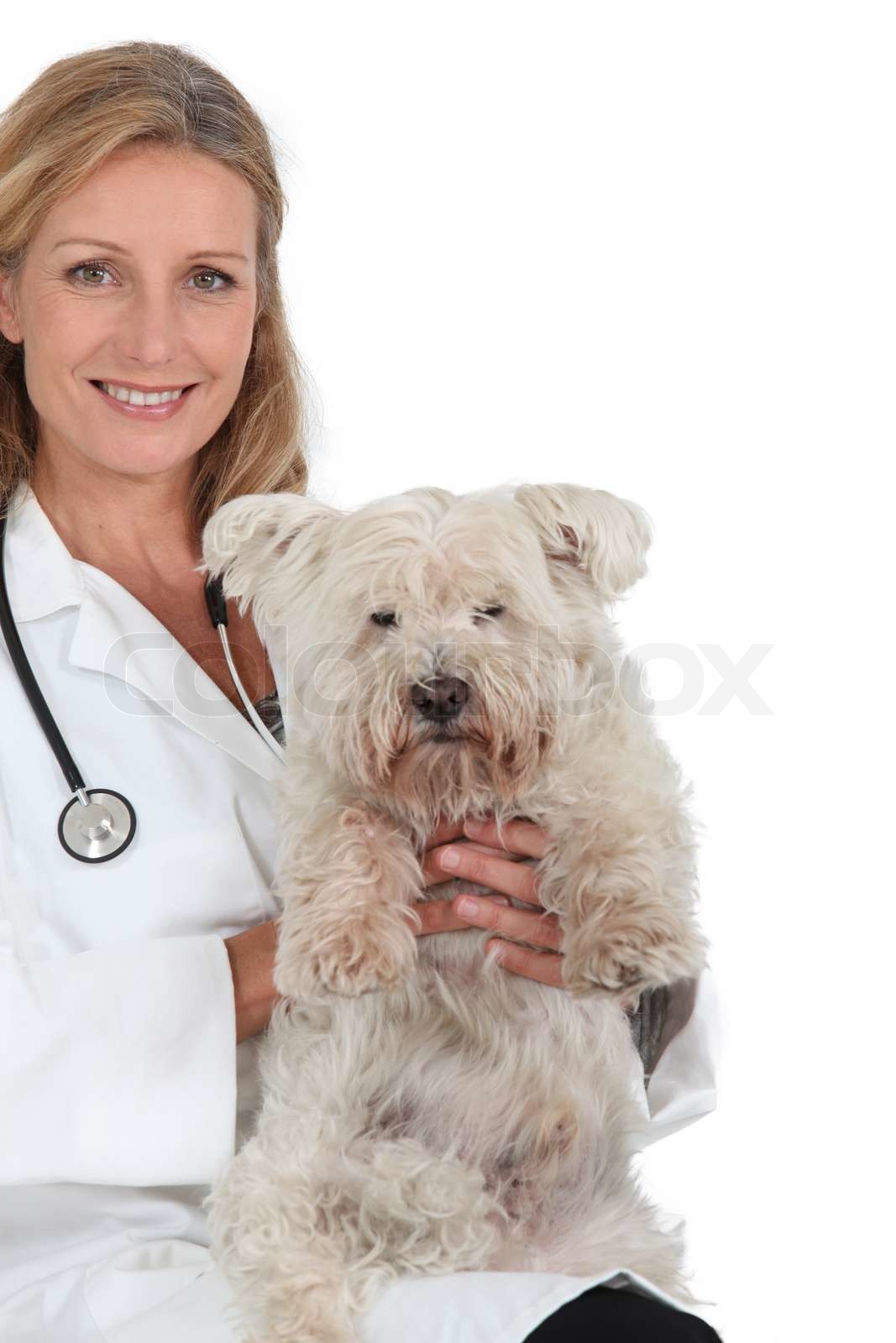 Dog veterinary | Stock image | Colourbox