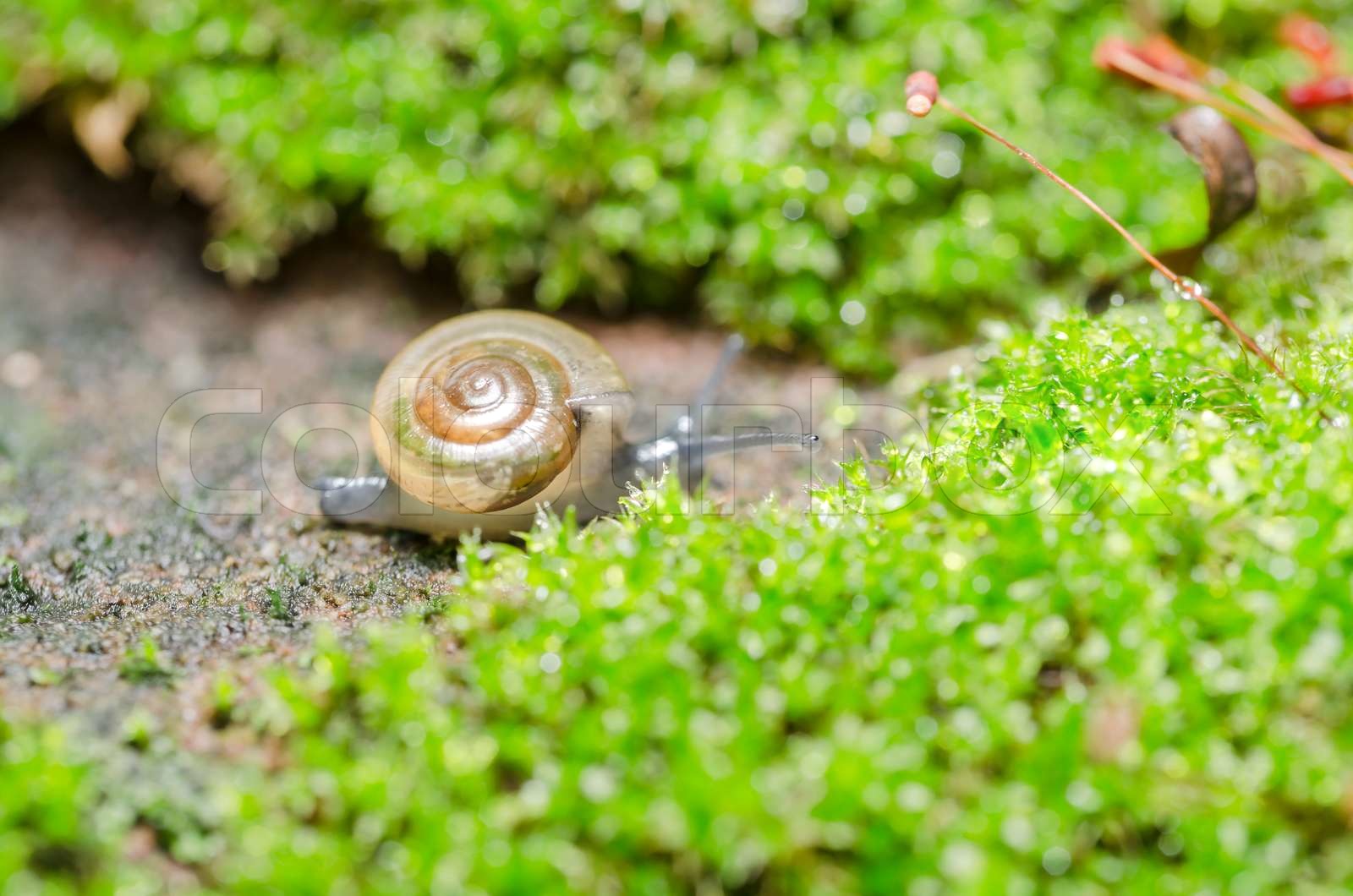 Snails and moss | Stock image | Colourbox