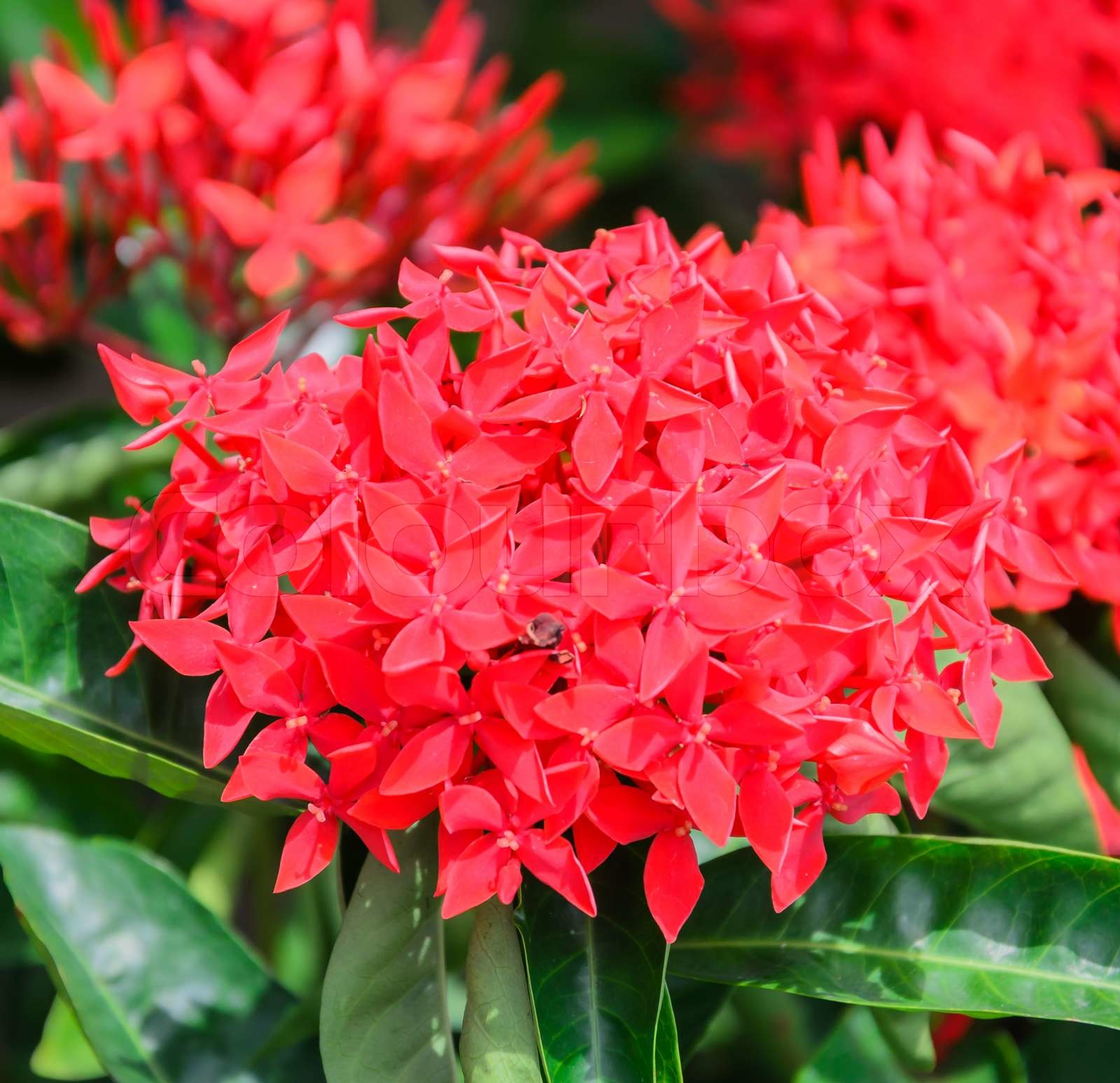 Rubiaceae | Stock image | Colourbox