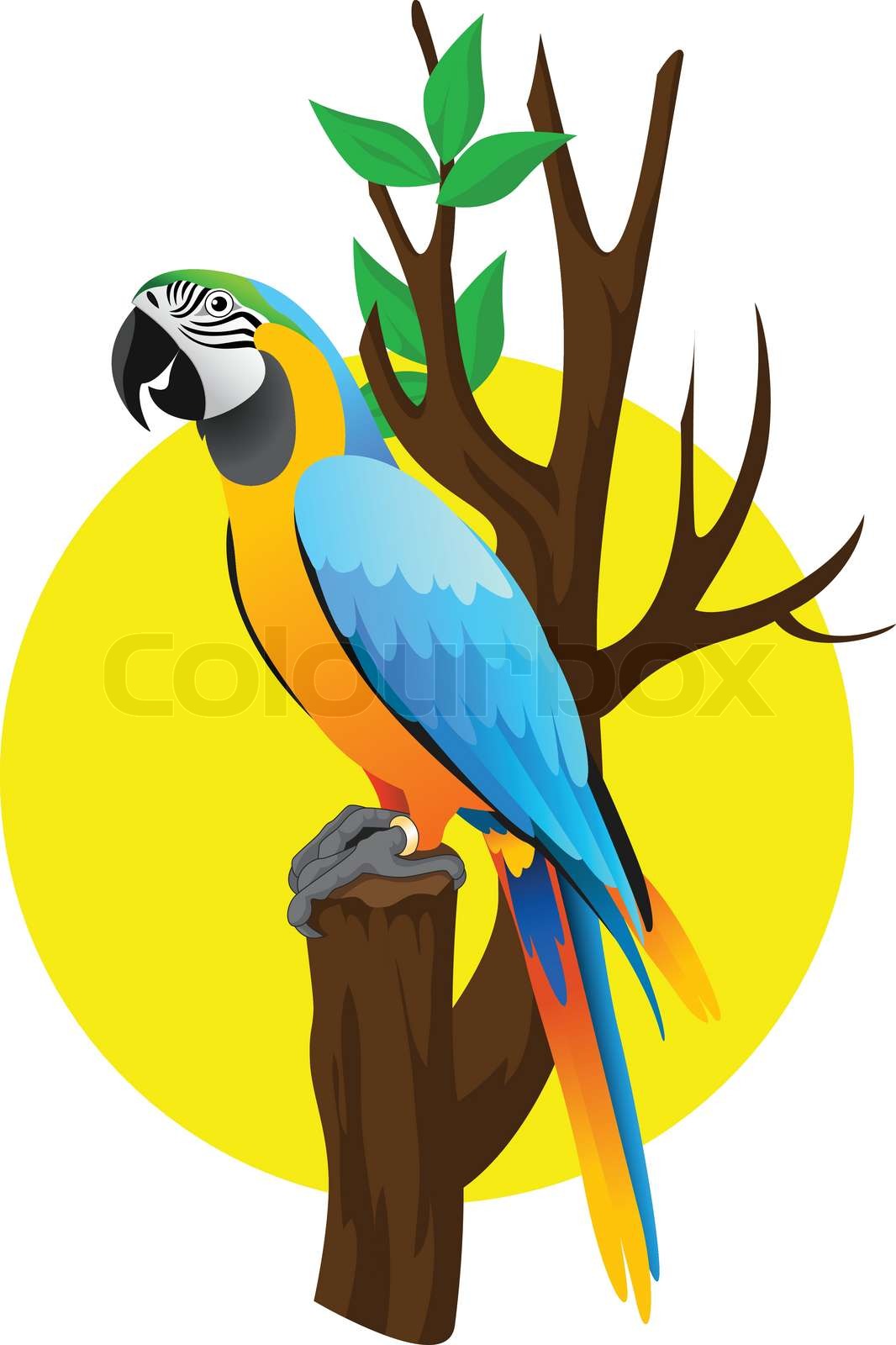 Parakeet Bird Vector | Stock vector | Colourbox