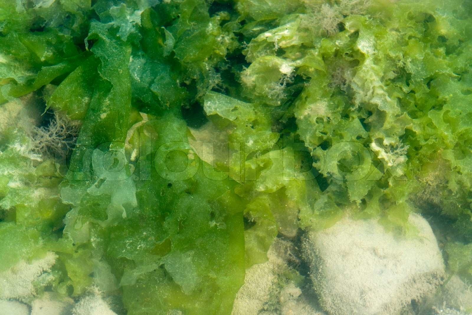 seaweed | Stock image | Colourbox