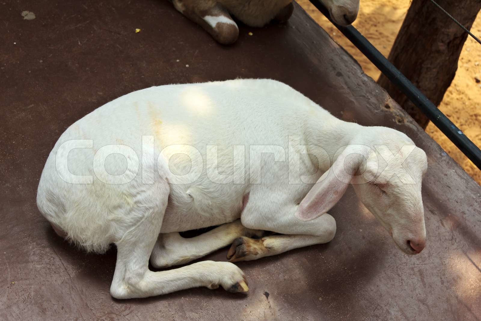 Close up goat sleeping in farm | Stock image | Colourbox