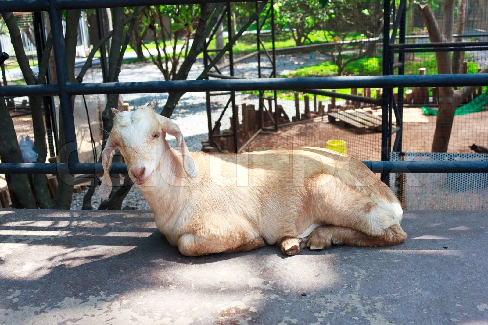 Close up goat sleeping in farm | Stock image | Colourbox