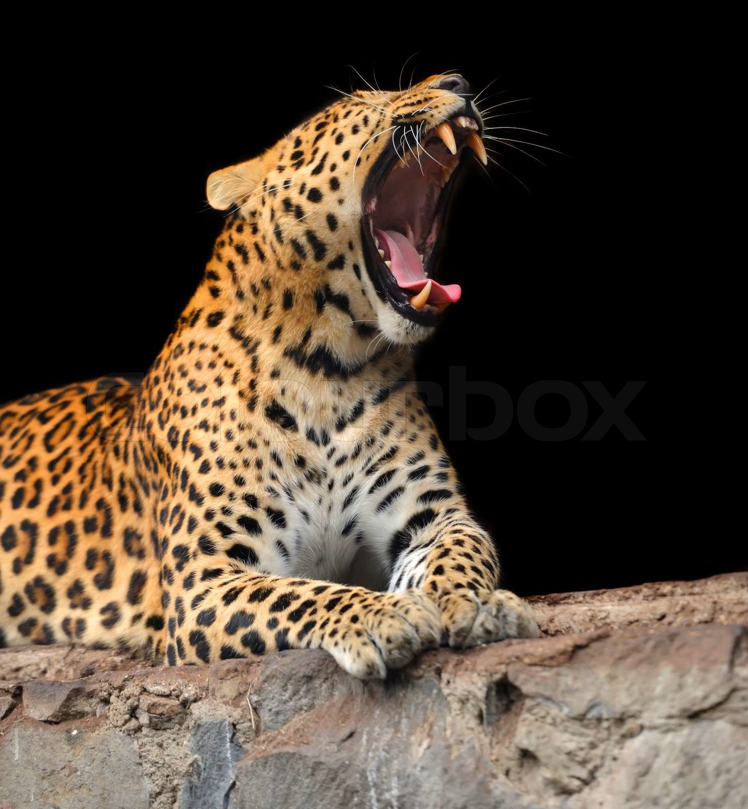 Leopard | Stock image | Colourbox