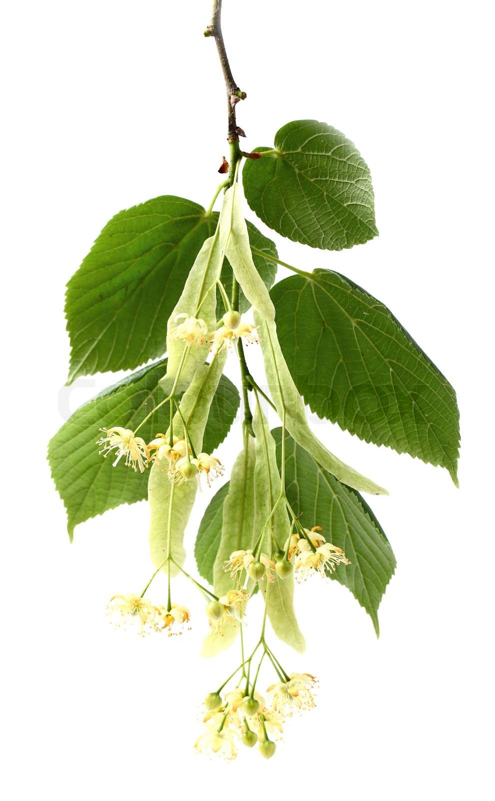 Linden flowers | Stock image | Colourbox