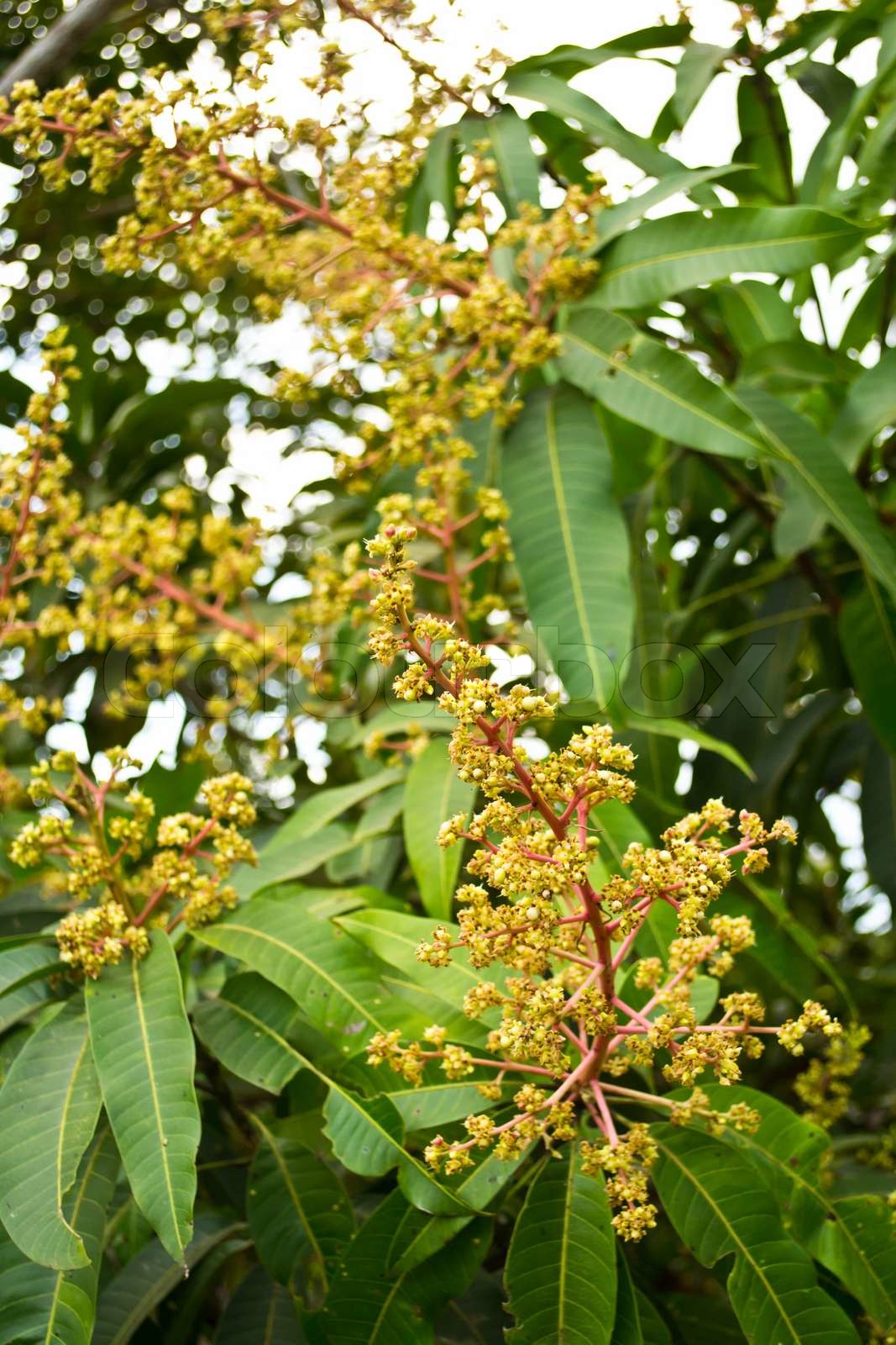 Bouquet of mango | Stock image | Colourbox