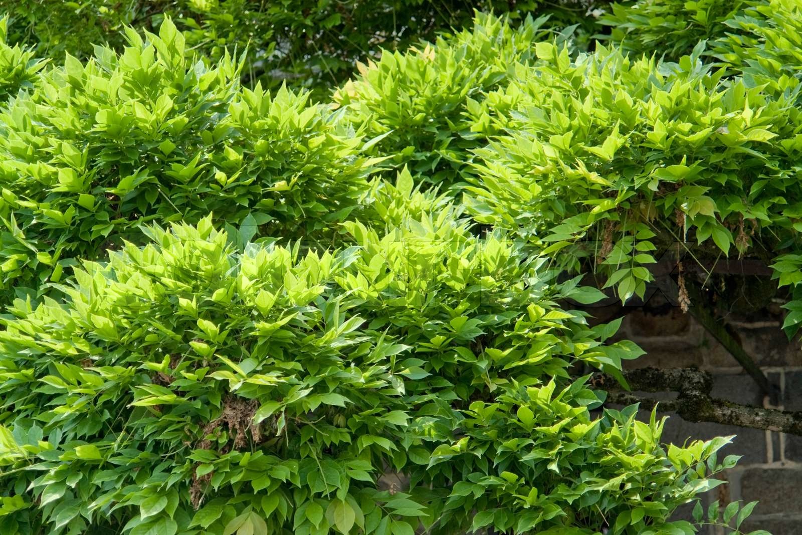 flourish plant | Stock image | Colourbox