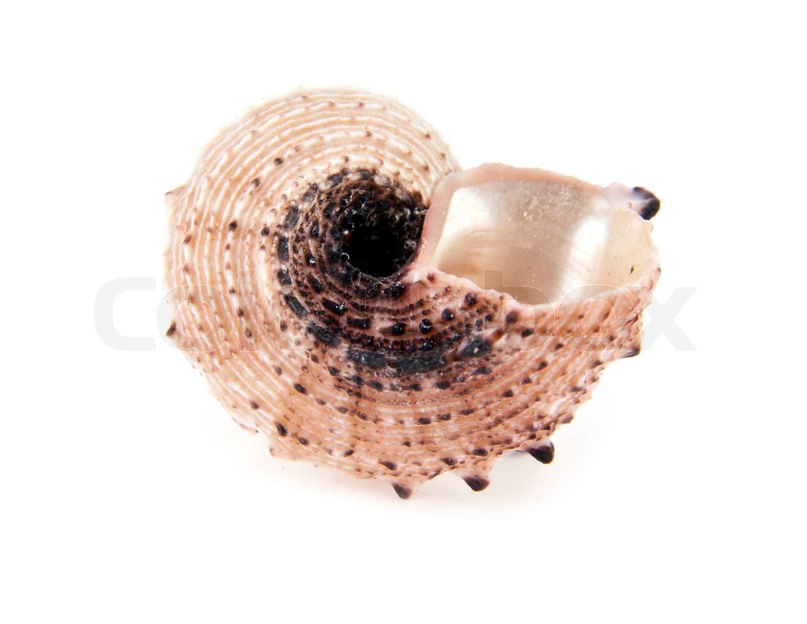 cockleshell | Stock image | Colourbox