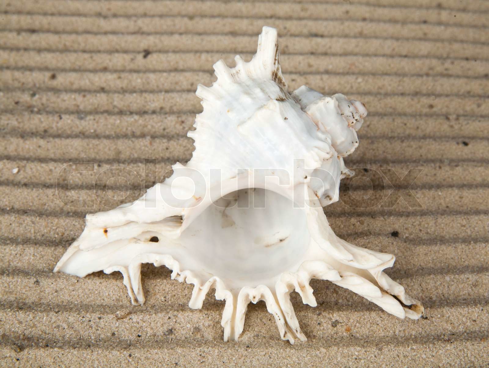 cockleshell | Stock image | Colourbox