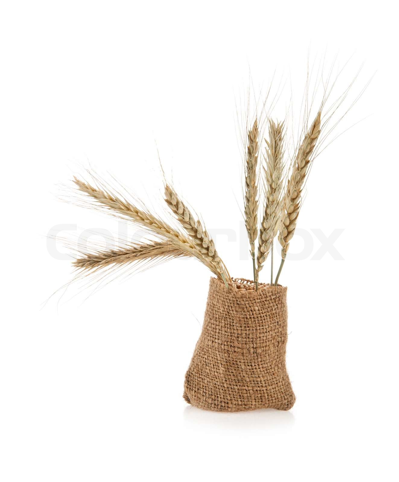 grains of wheat in a sack | Stock image | Colourbox