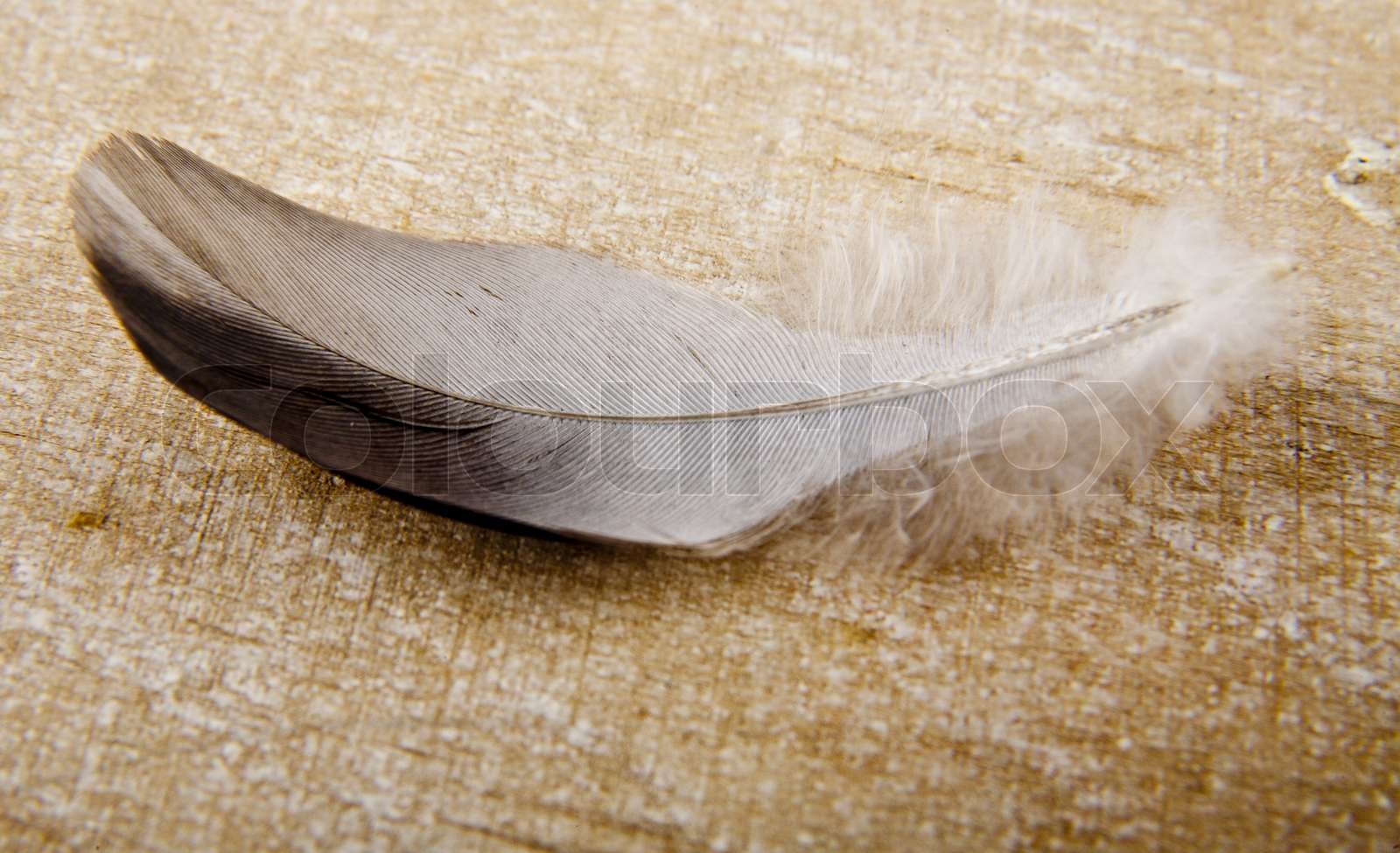 feather | Stock image | Colourbox