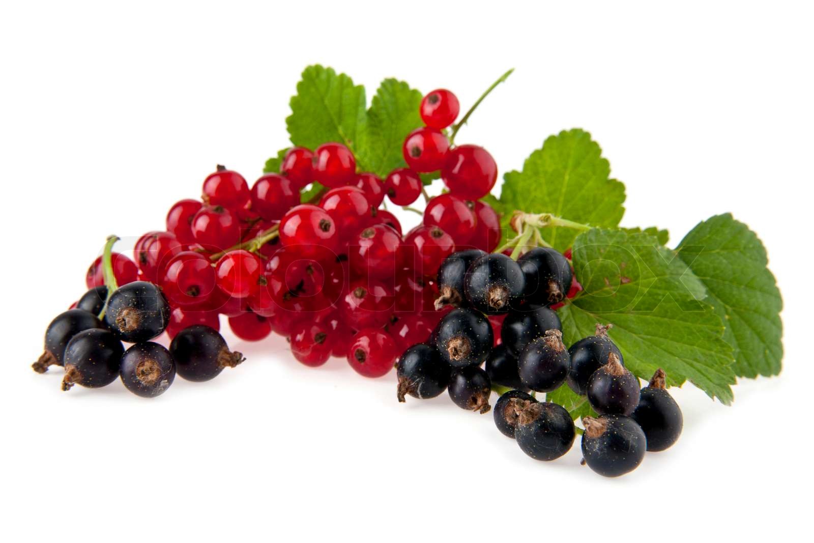 Johannisbeere | Stock Bild | Colourbox