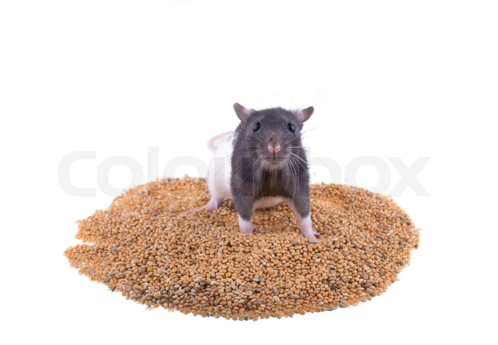rat sits on a pile of millet | Stock image | Colourbox
