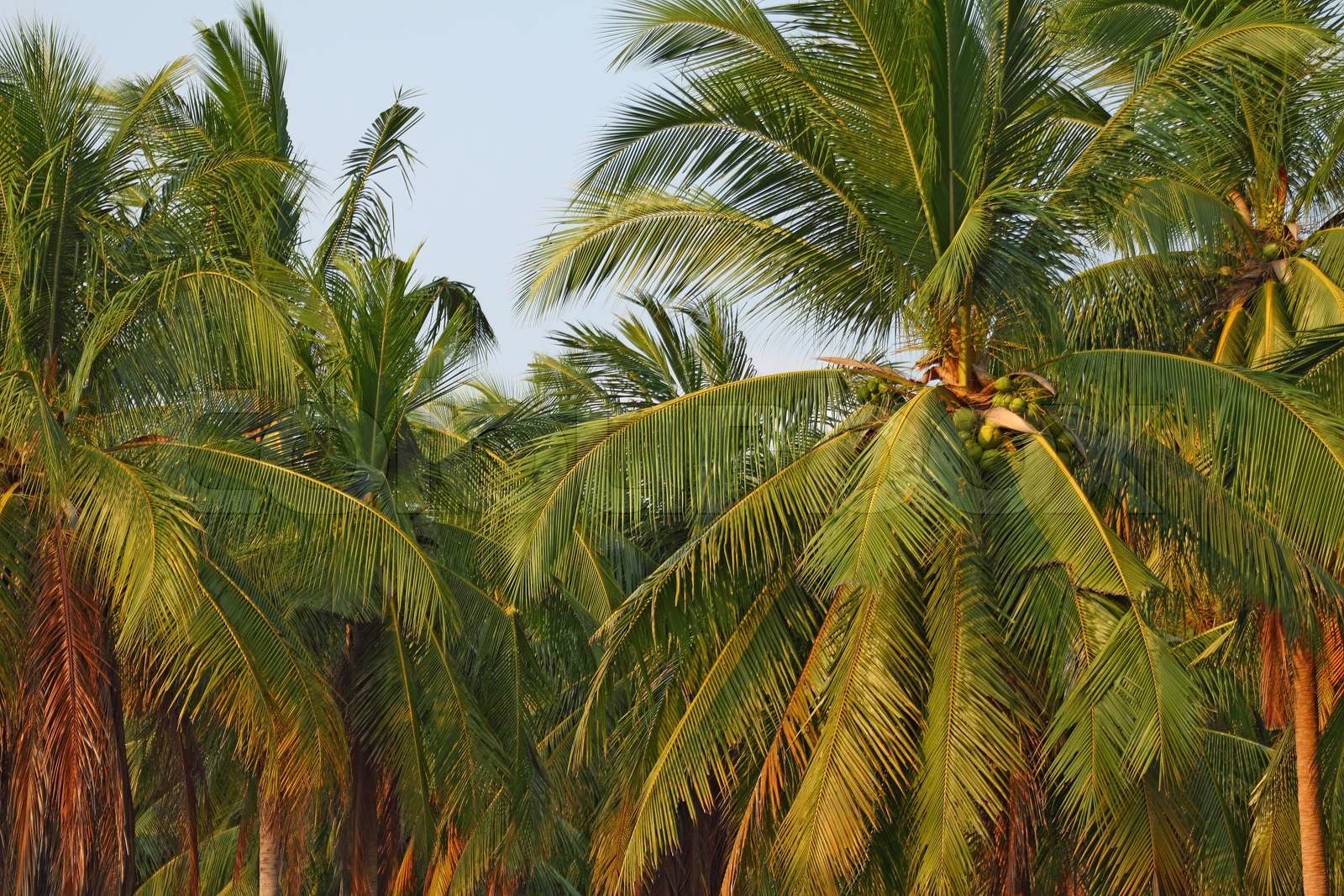 Coconut tree gardens | Stock image | Colourbox