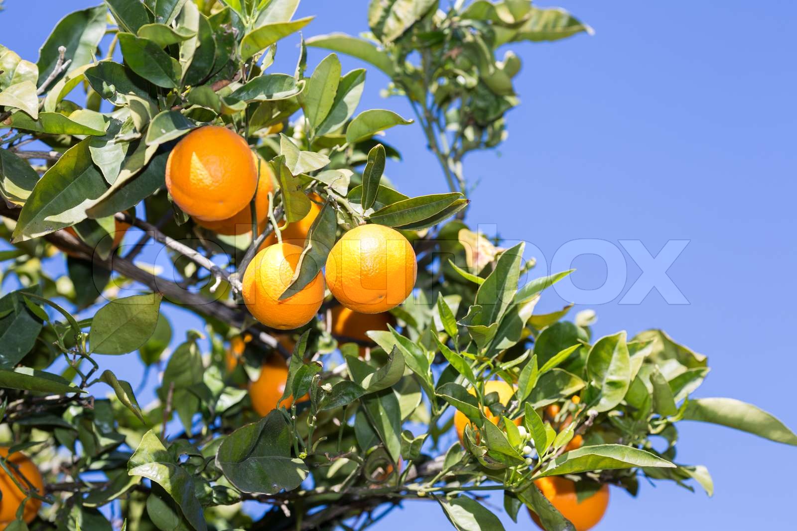 Valencia orange trees | Stock image | Colourbox