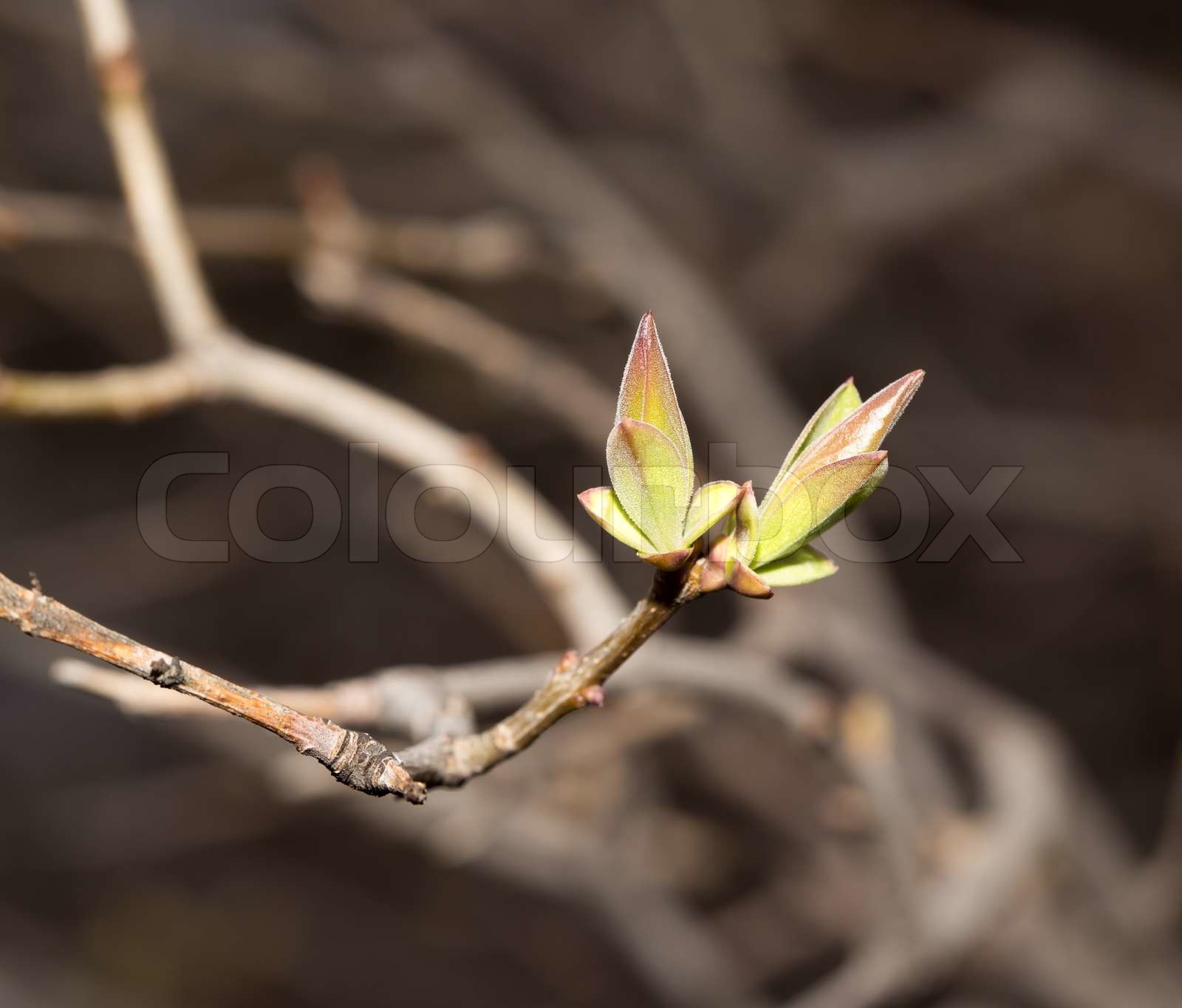 Knospen auf einem Ast. Makro | Stock Bild | Colourbox