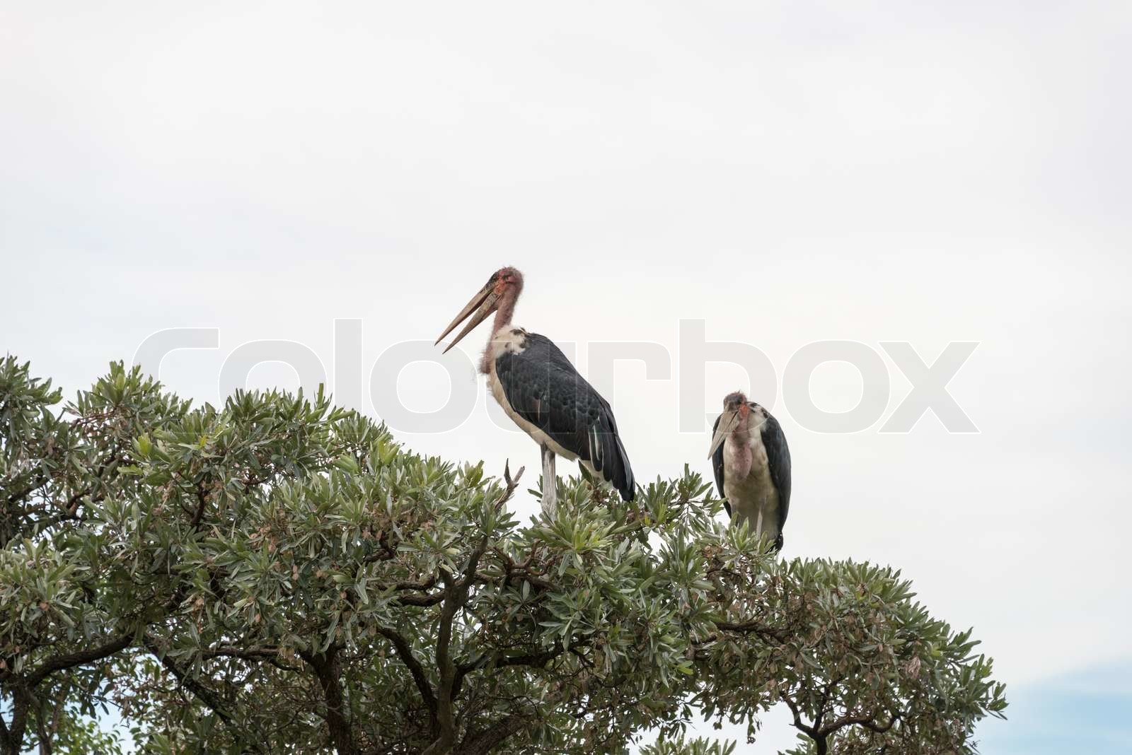 trees with marabou | Stock image | Colourbox