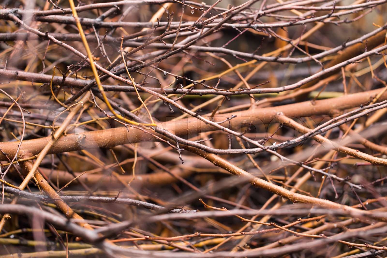 trockenen Ast | Stock Bild | Colourbox