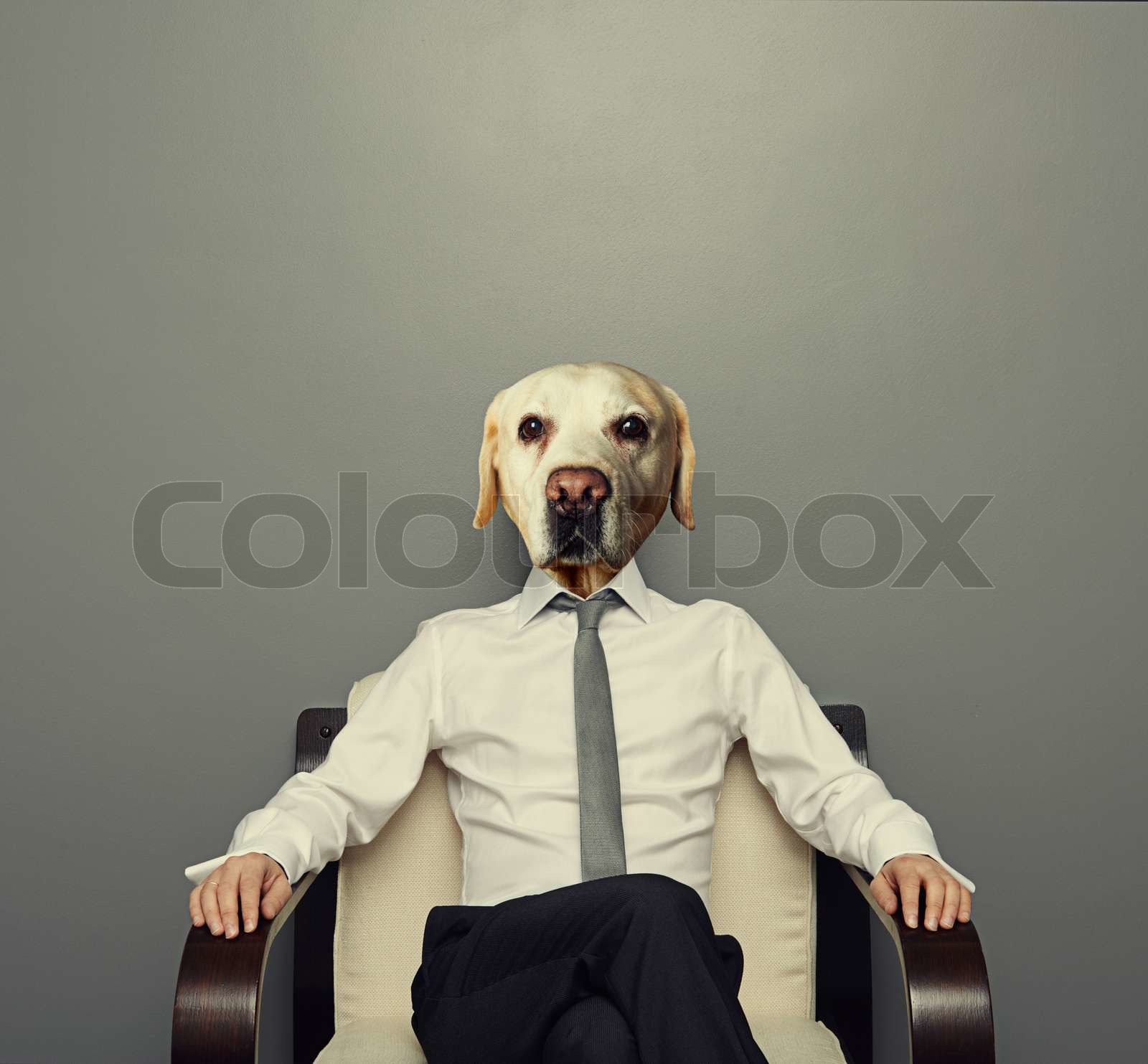 business dog sitting on the chair | Stock image | Colourbox