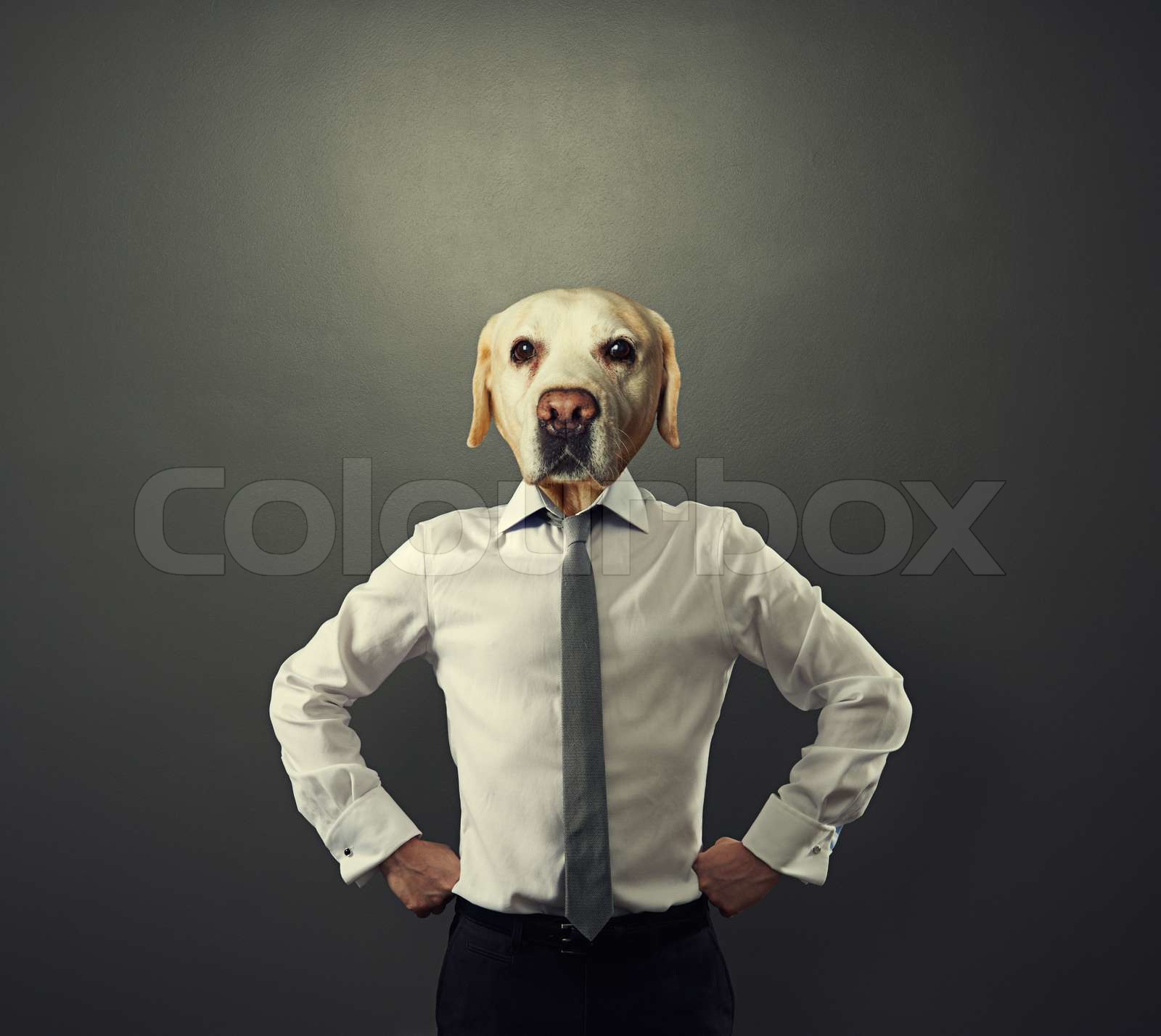businessman man with dog's head | Stock image | Colourbox