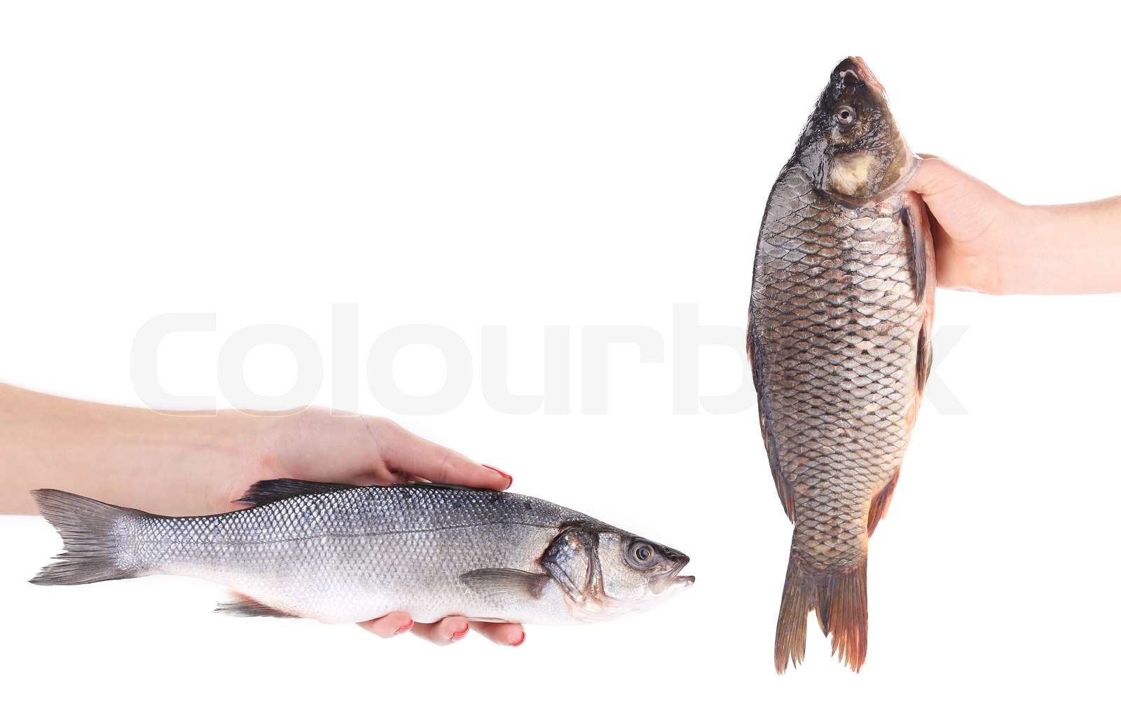 Hands with fish. | Stock image | Colourbox