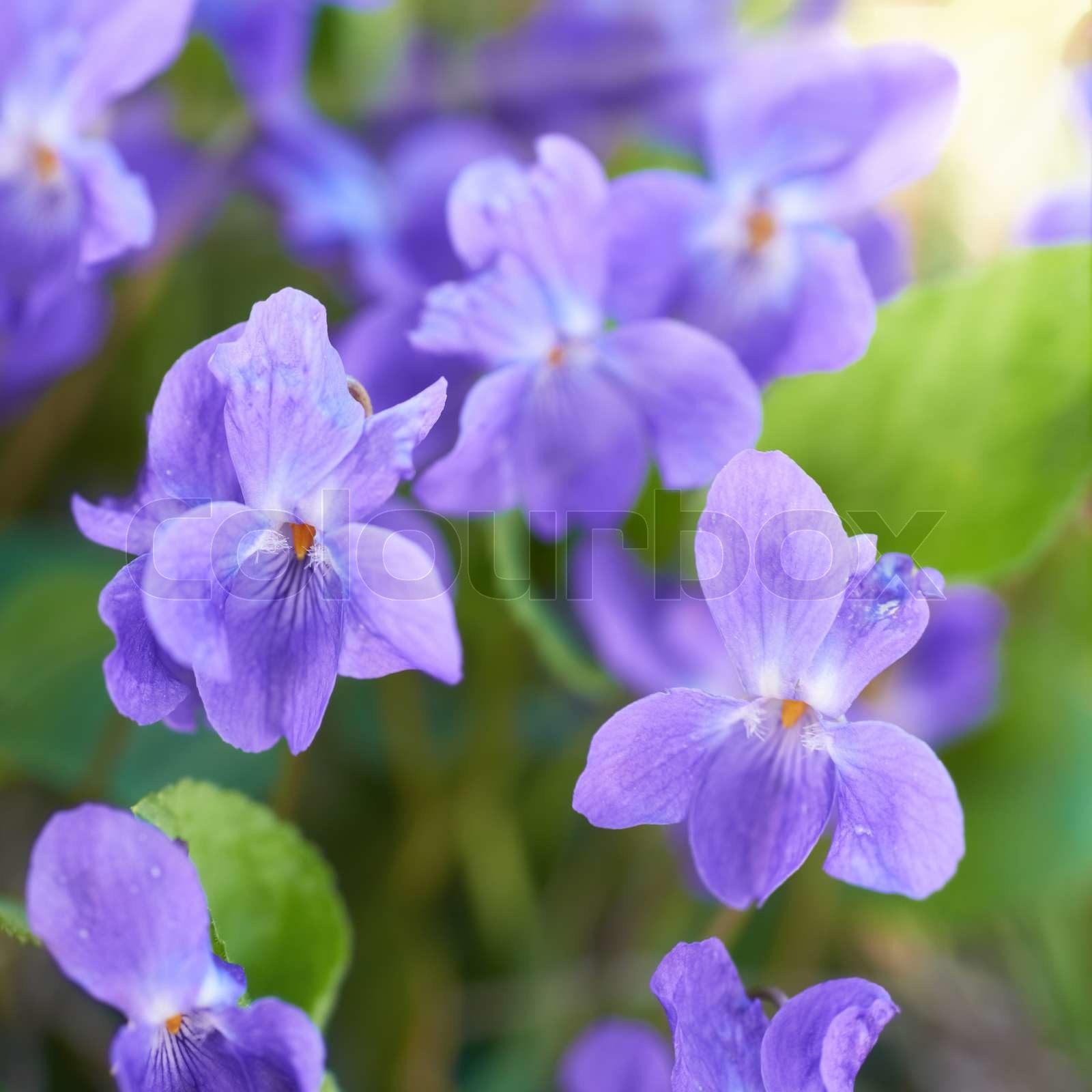 Viola flowers | Stock image | Colourbox