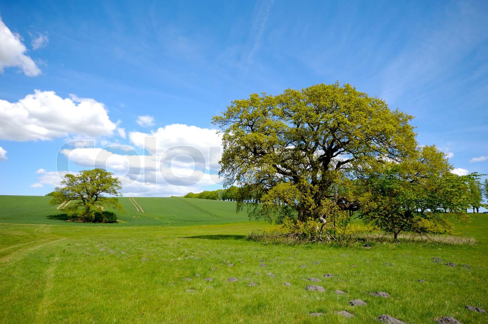 Tree on hill | Stock image | Colourbox
