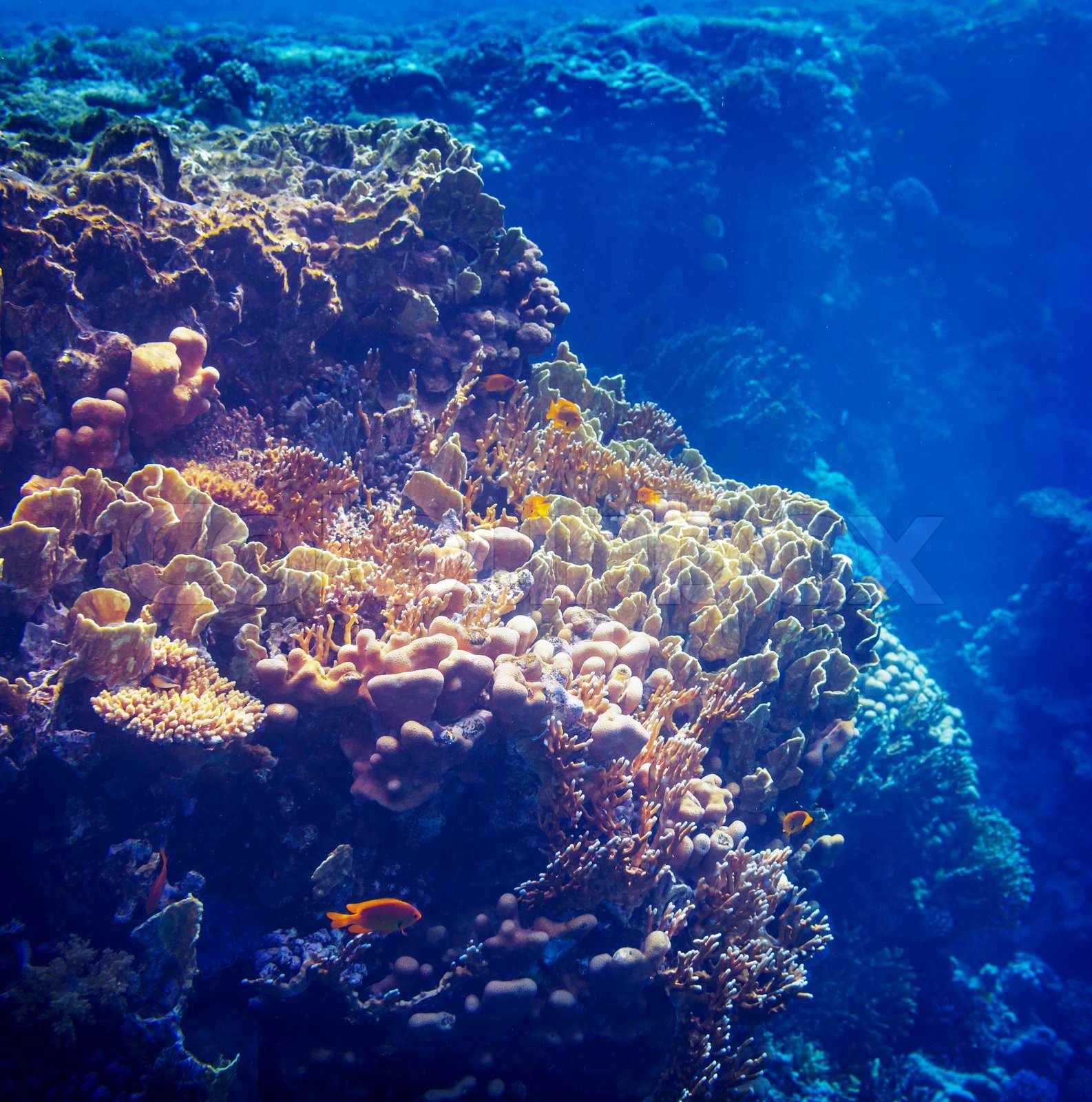 Coral reef | Stock image | Colourbox