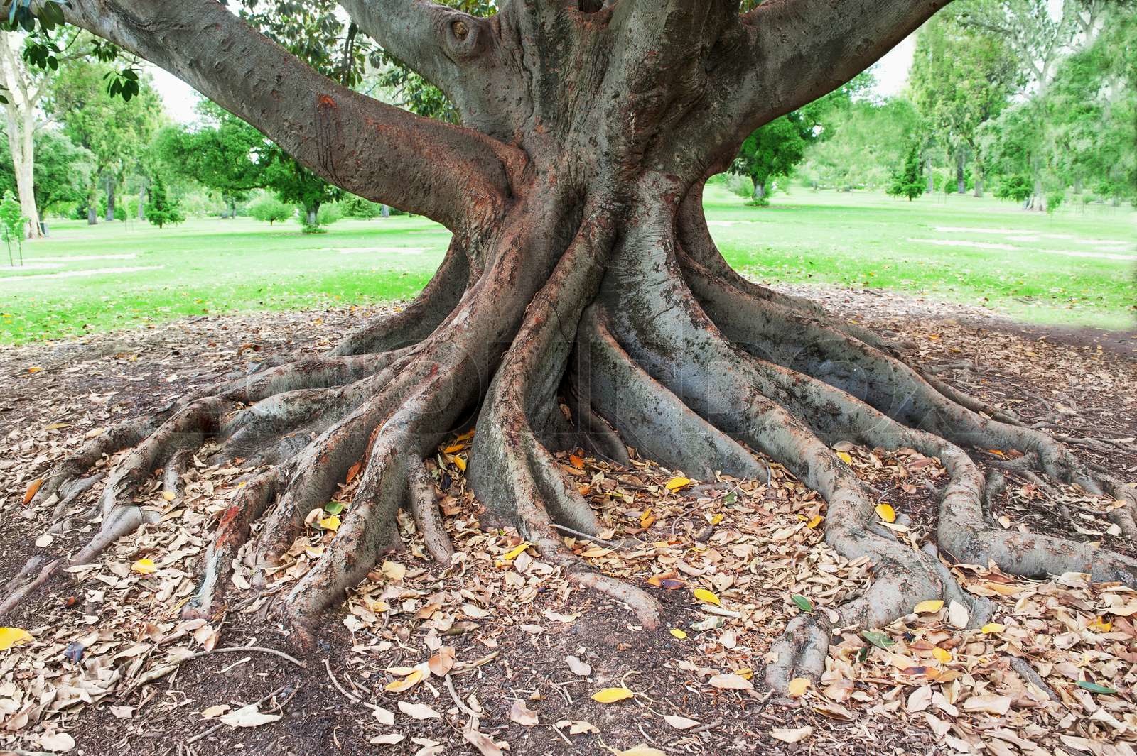 big tree roots | Stock image | Colourbox