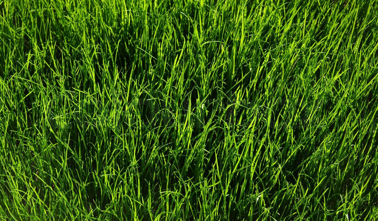 Gras Hintergrund | Stock Bild | Colourbox