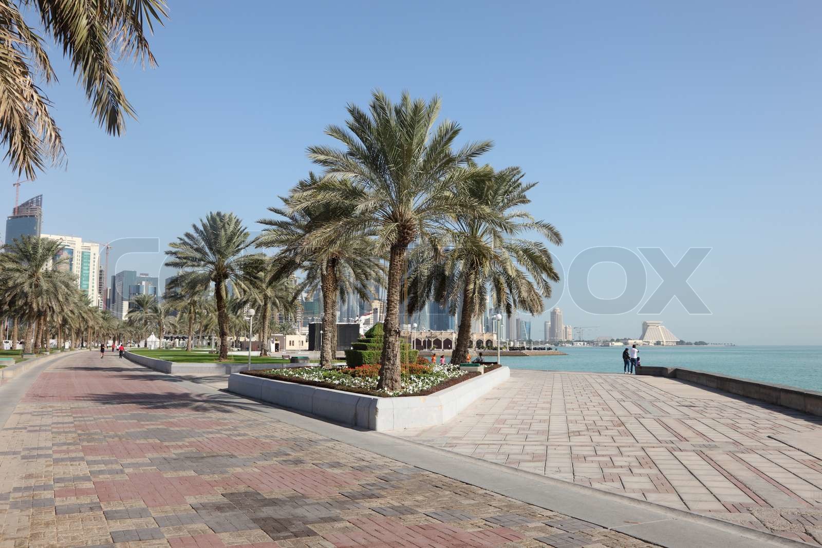 Date Palm Trees at the corniche in Doha, Qatar, Middle East | Stock ...