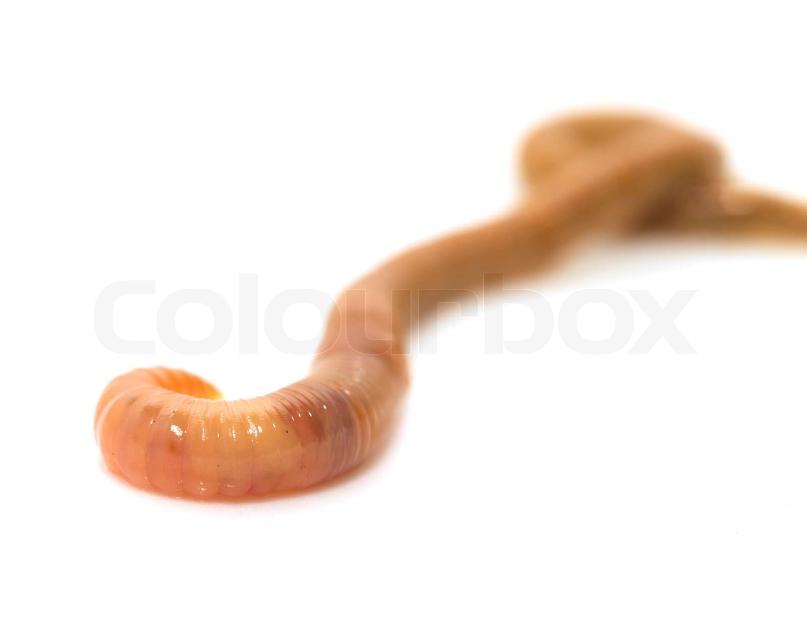 animal earthworm isolated on white | Stock image | Colourbox