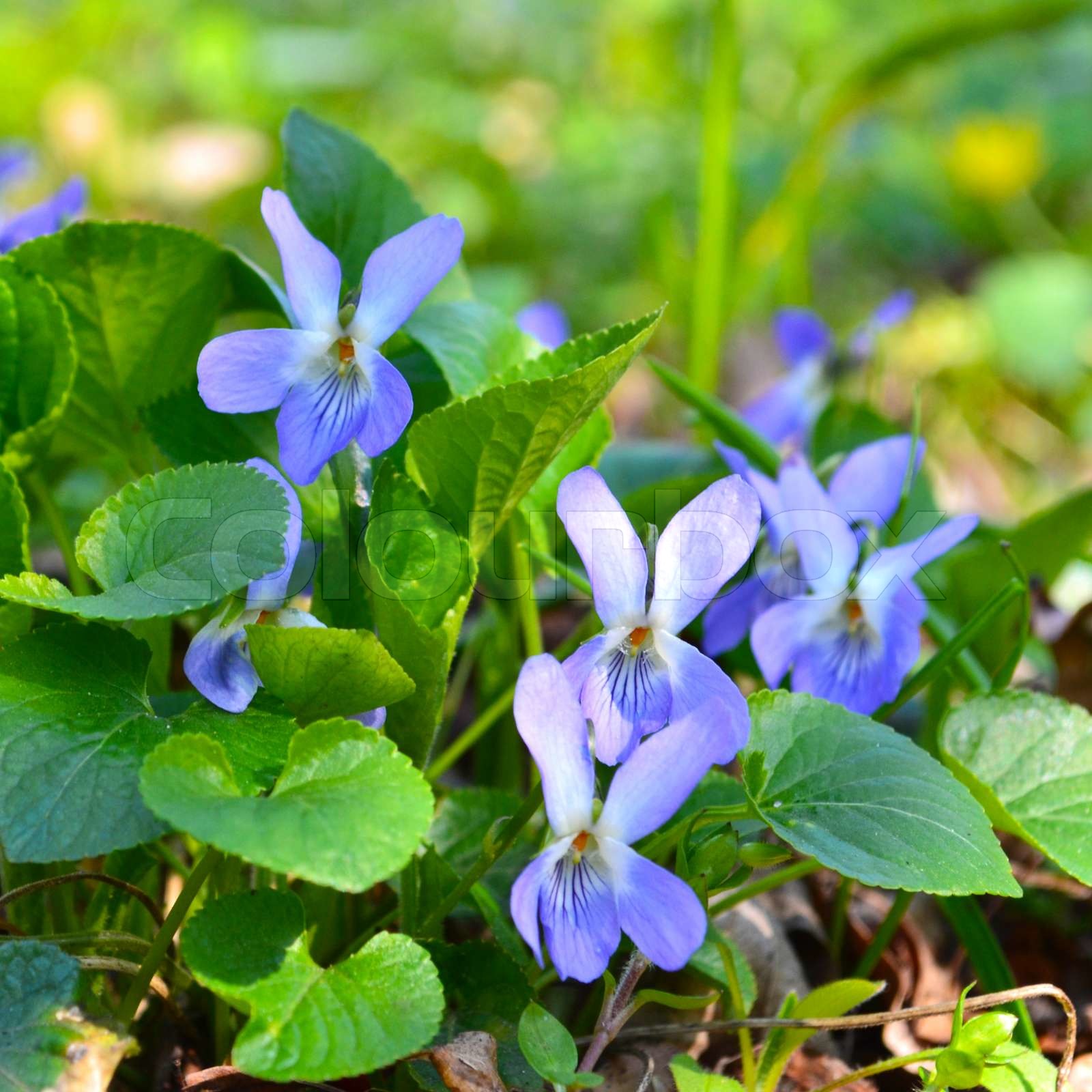 Wald-Veilchen | Stock Bild | Colourbox