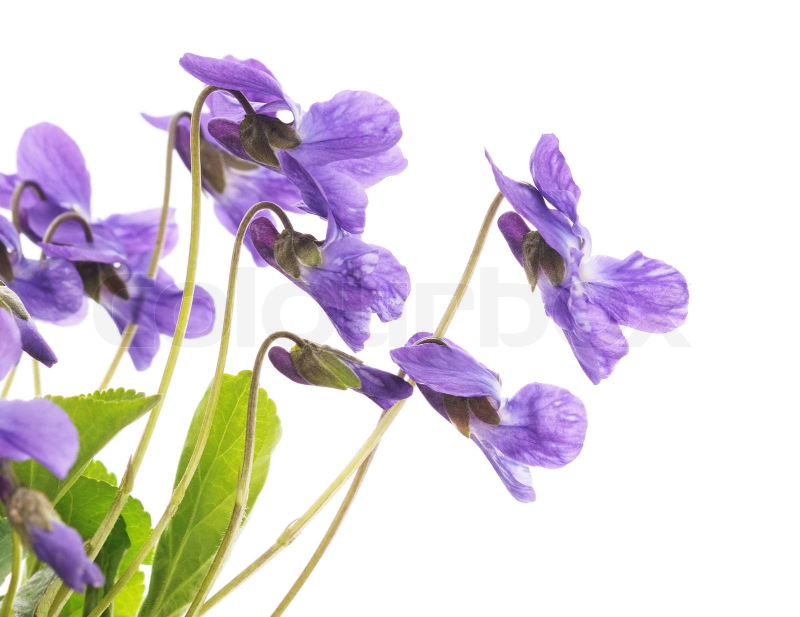 Violets | Stock image | Colourbox