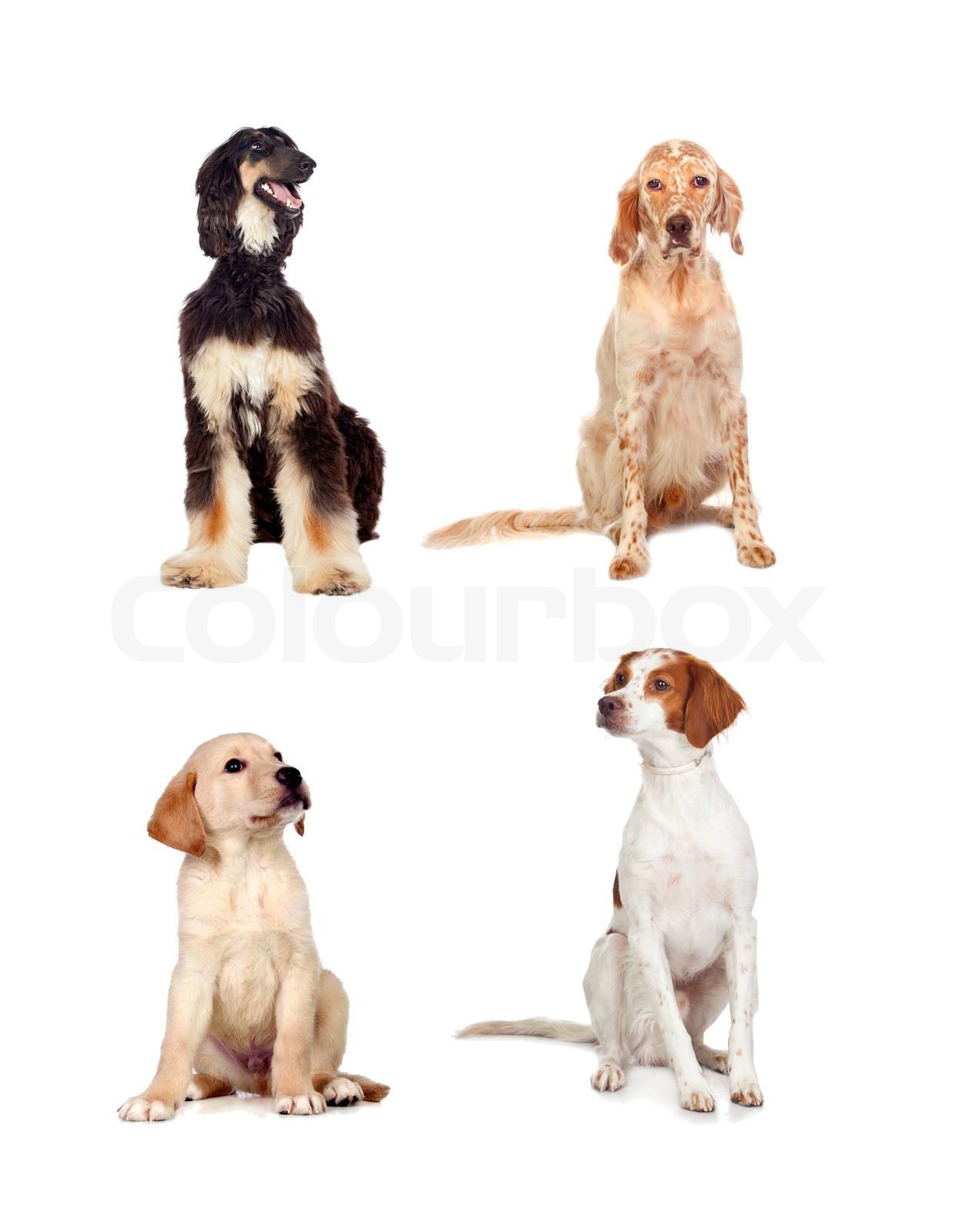 Four dogs of different races sitting | Stock image | Colourbox