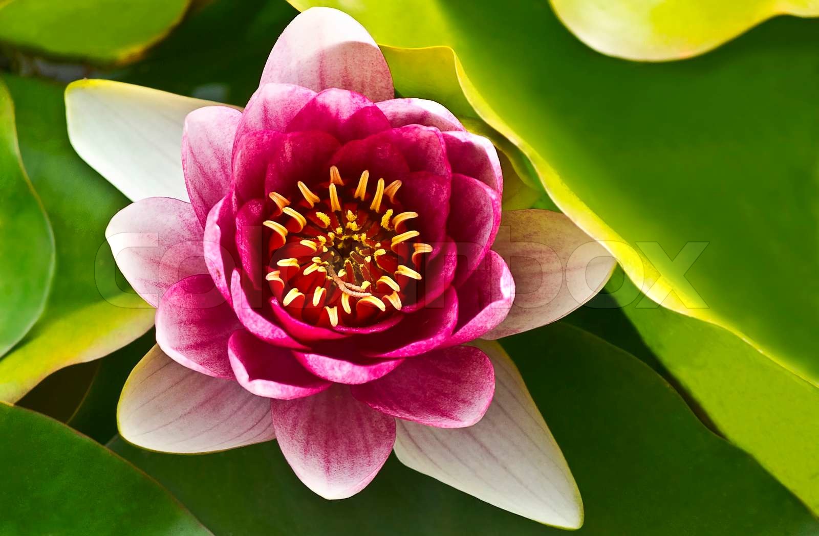 Rosa Lotusblume | Stock Bild | Colourbox