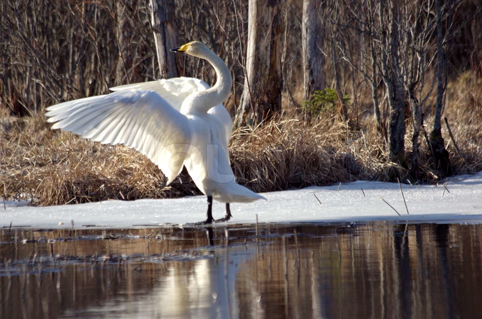 Whooper swan wings wide open | Stock image | Colourbox