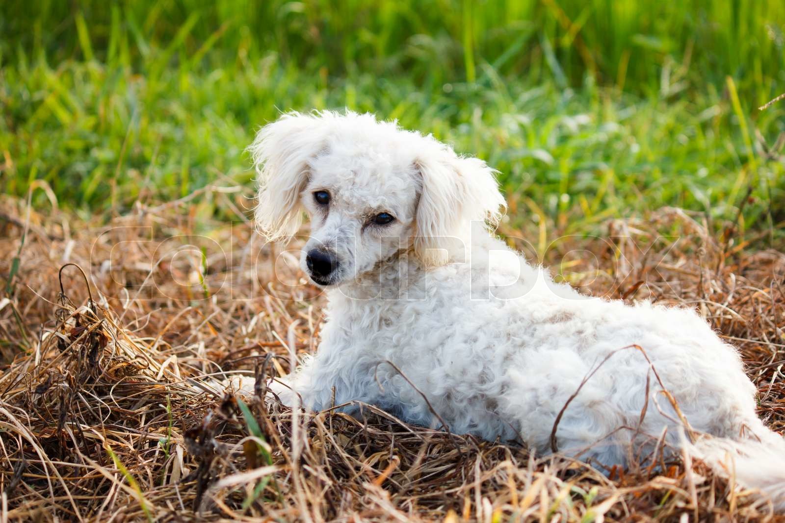 old Poodle Dog lying on dried and green grass | Stock image | Colourbox