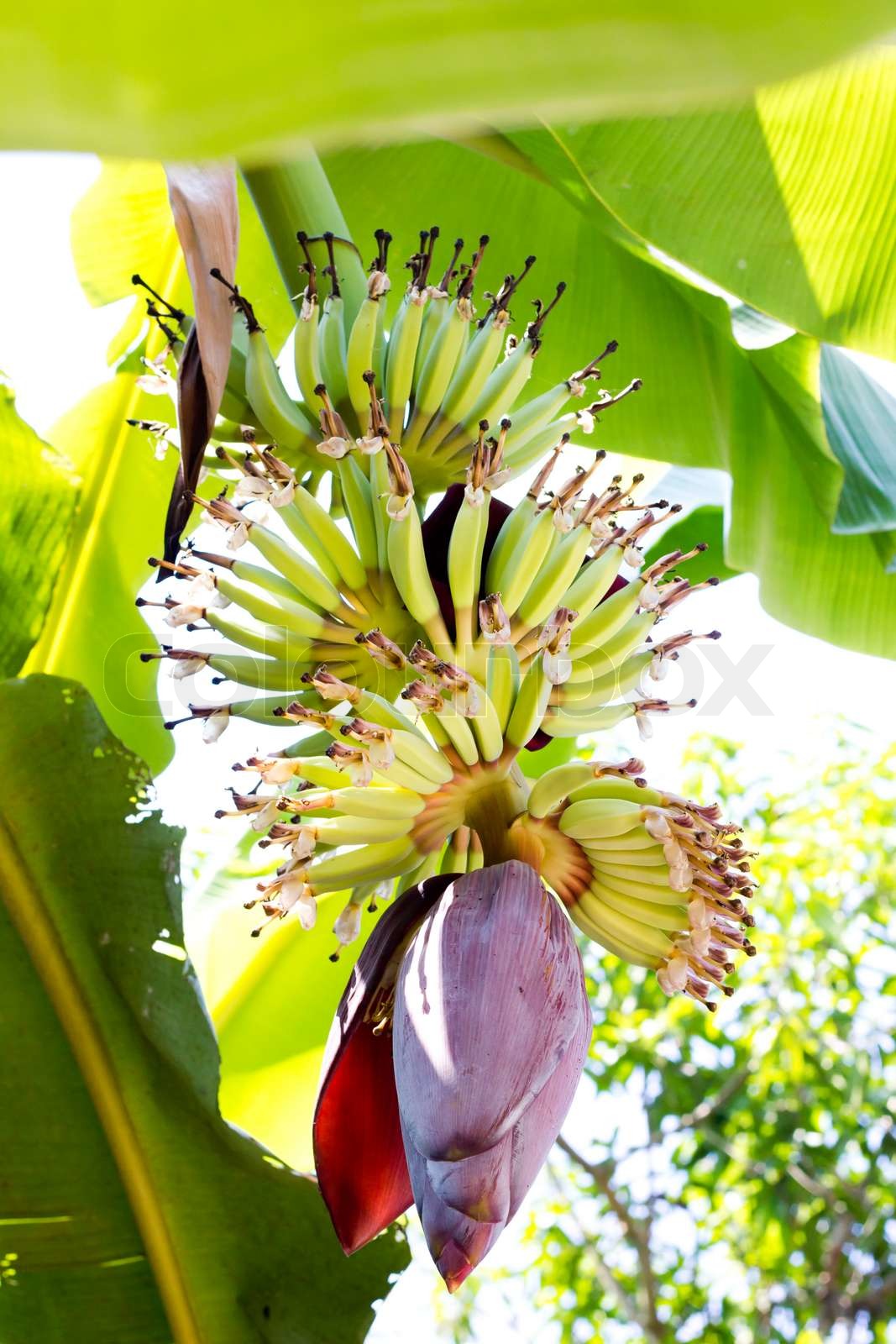 wachsenden Banane blühen auf Bananenstaude | Stock Bild | Colourbox