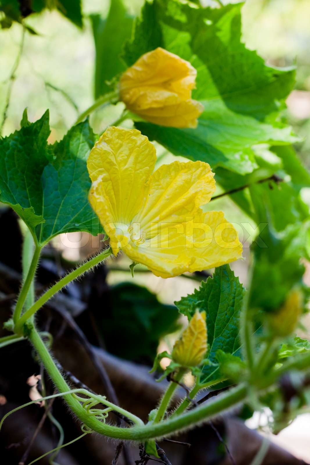flowering squash plant | Stock image | Colourbox