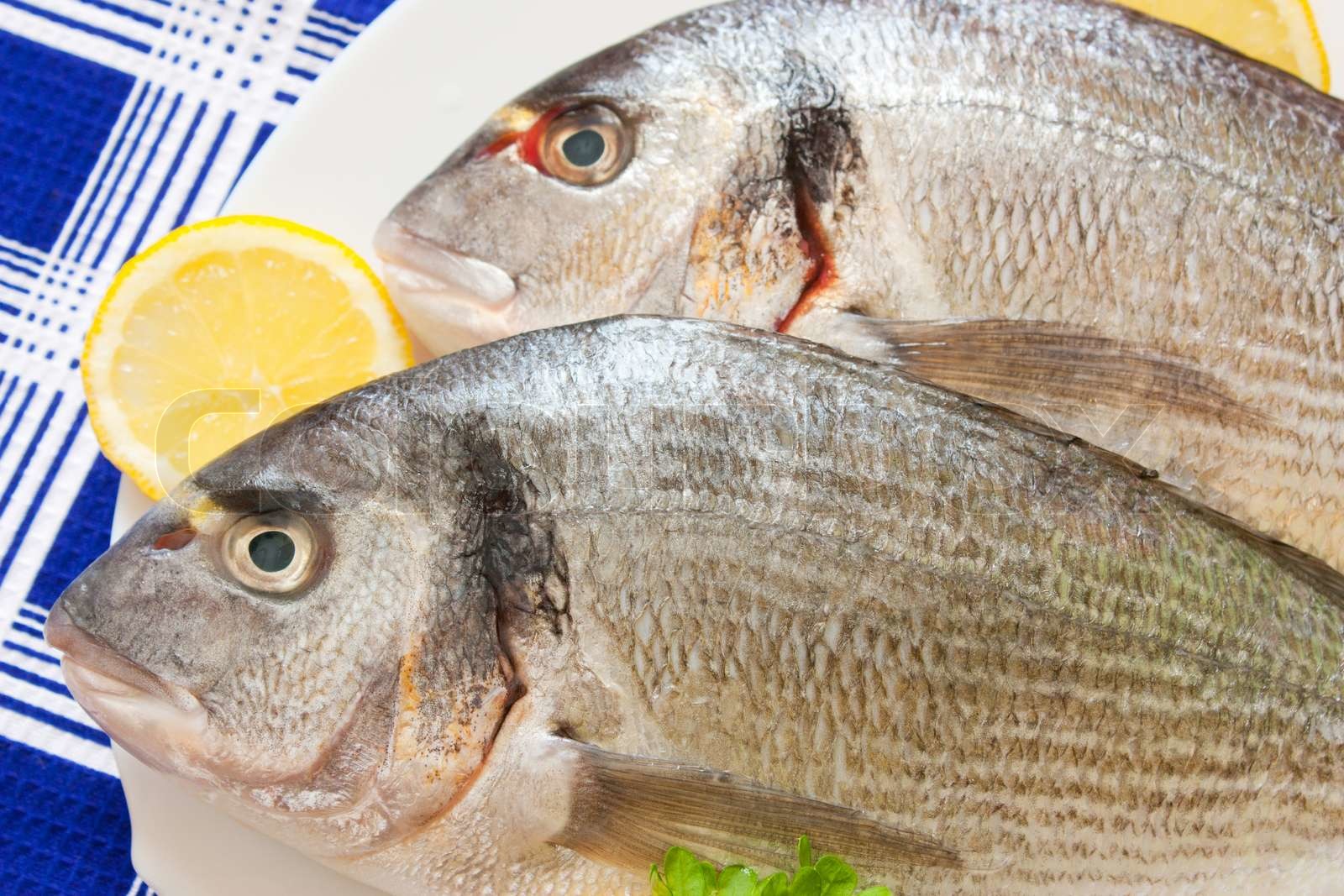 Gilt-head bream | Stock image | Colourbox