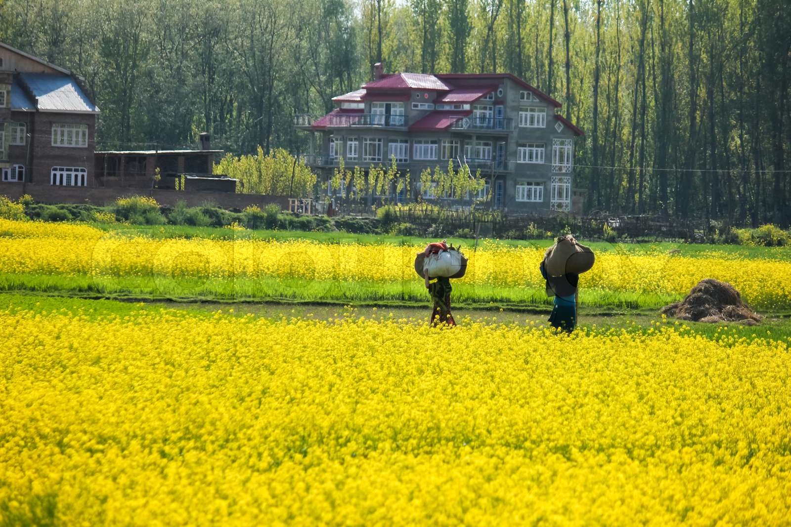 yellow mustard flower field in srinagar, jammu, kashmir, india | Stock ...