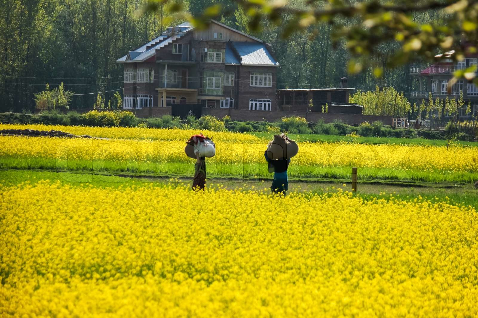 yellow mustard flower field in srinagar, jammu, kashmir, india | Stock ...
