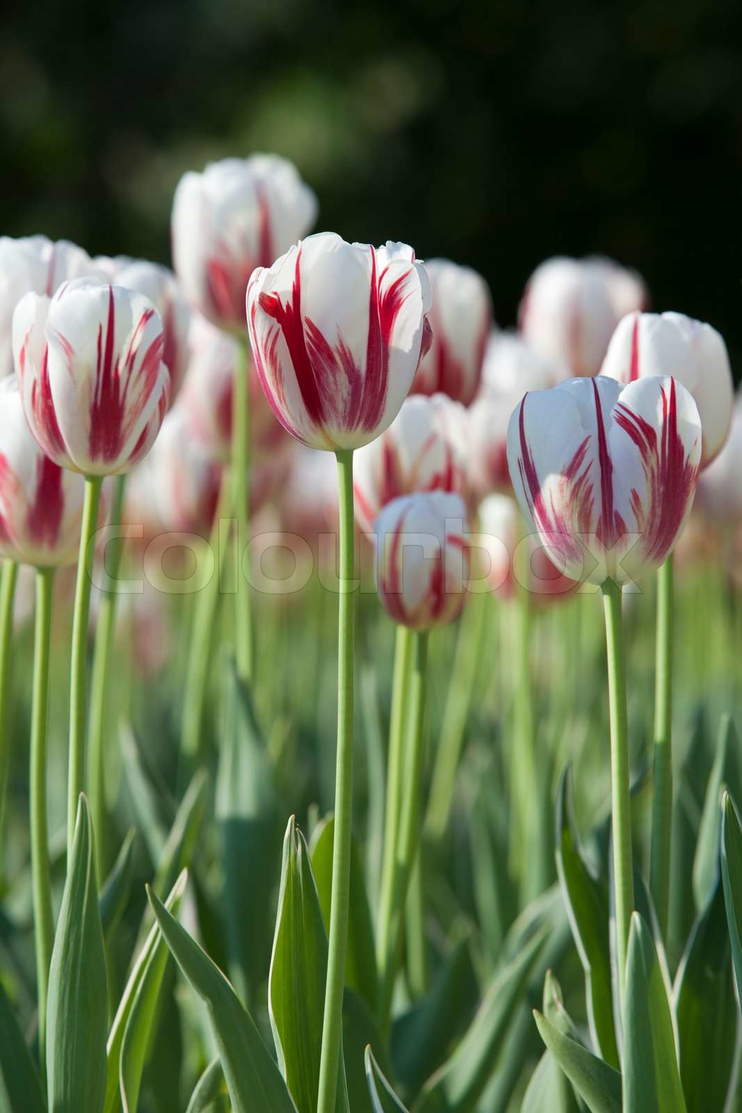 Tulpen | Stock Bild | Colourbox