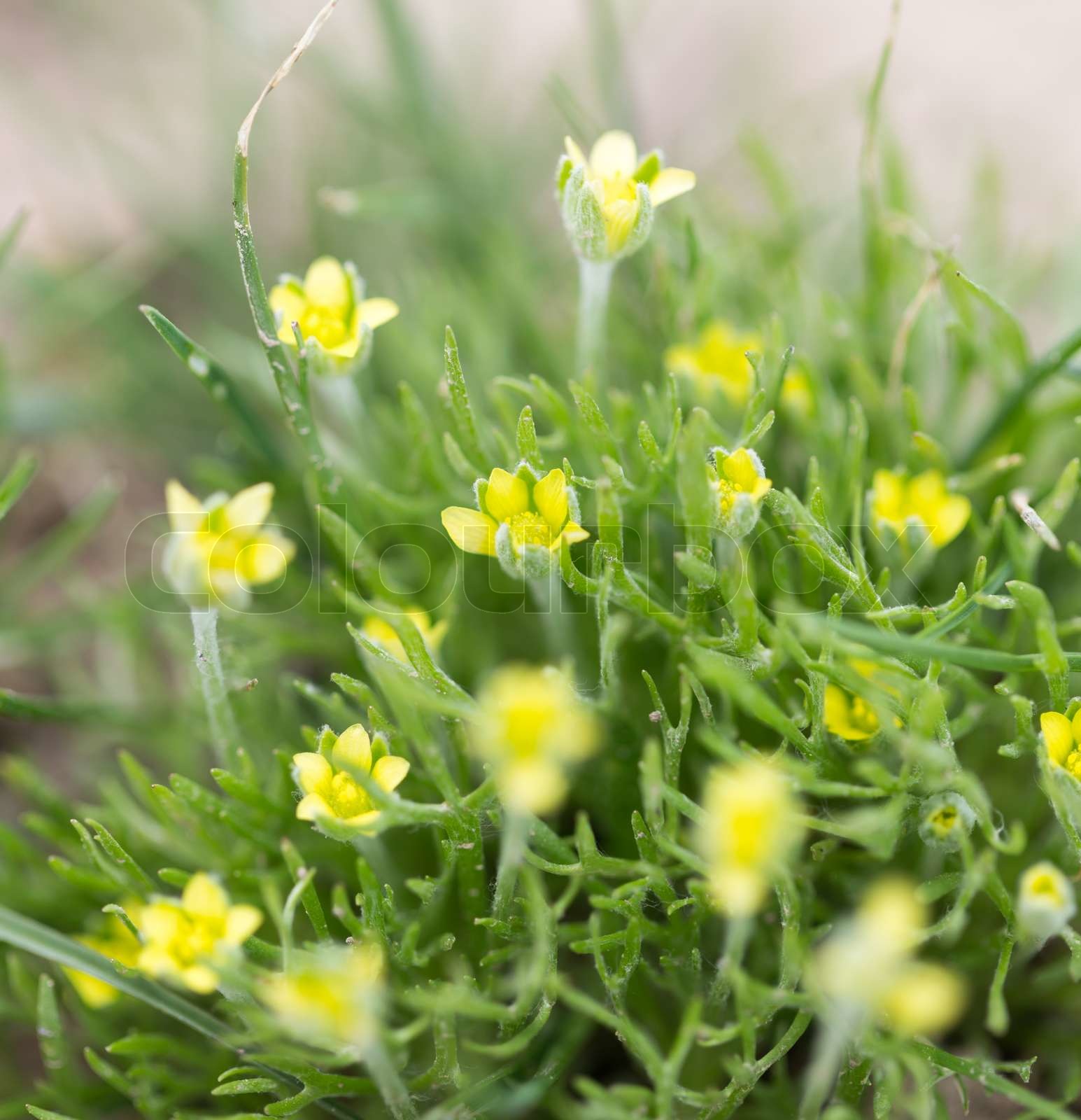 Small yellow flowers grass | Stock image | Colourbox