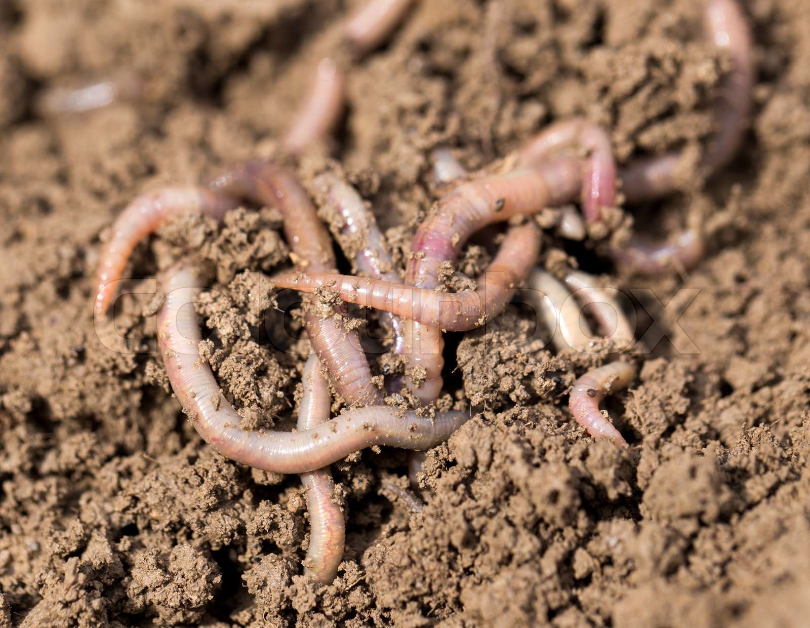 regenwürmer, erde, wurm | Stock Bild | Colourbox