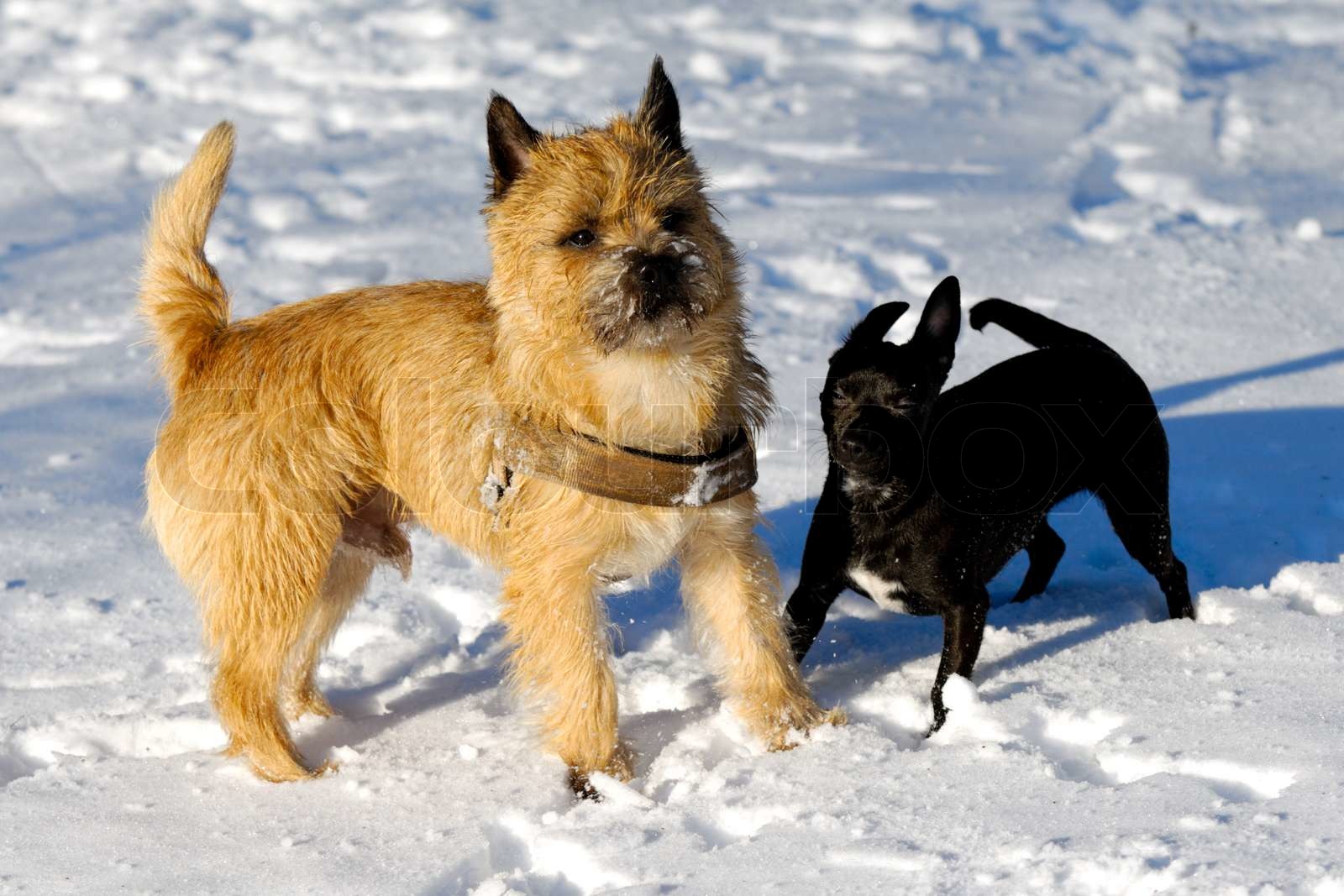hunde, spil, miniature | Stock foto | Colourbox