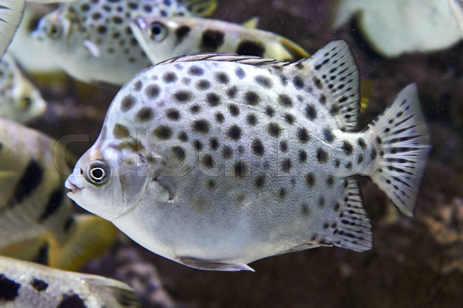 Spotted Scat (Scatophagus Argus) | Stock image | Colourbox