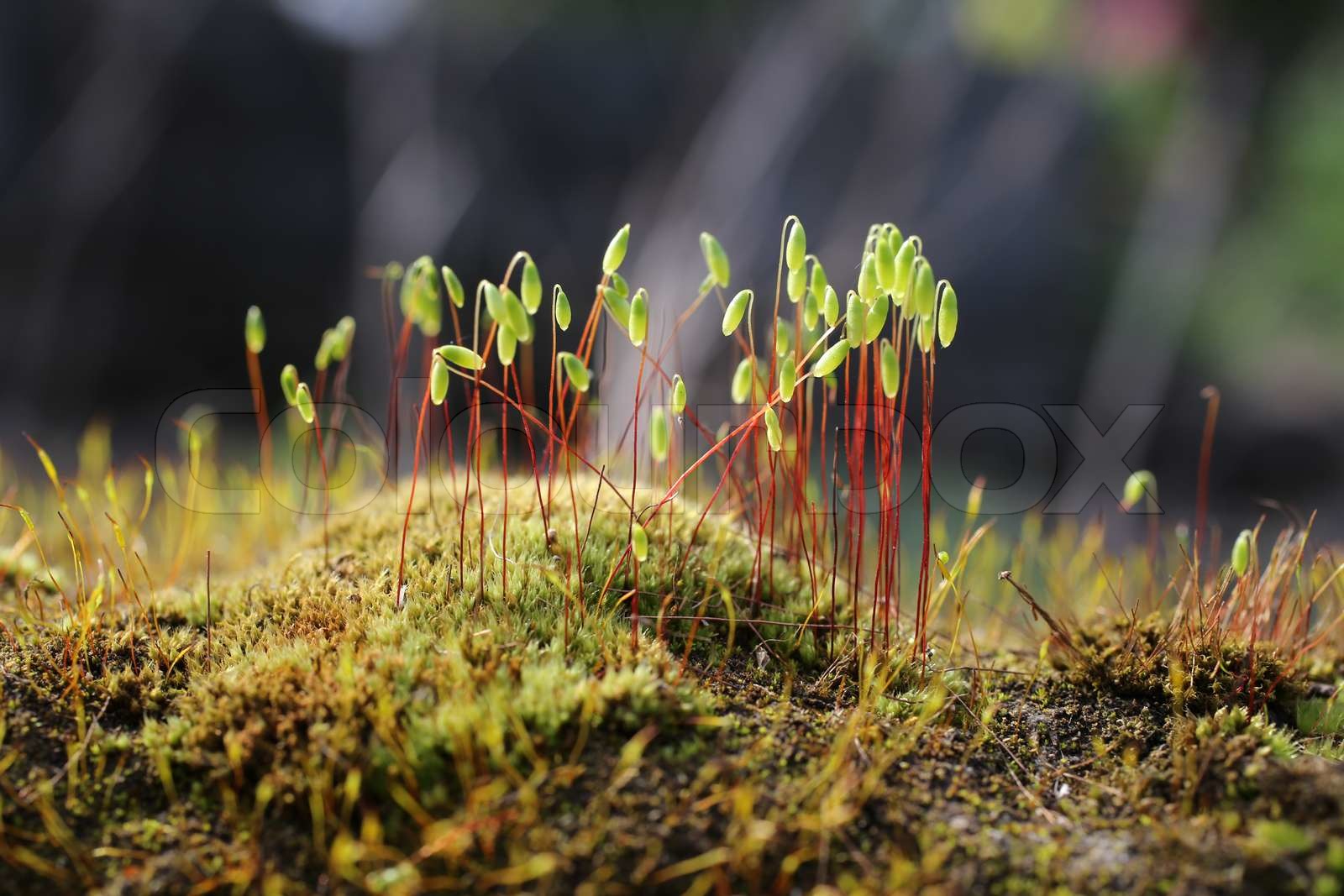 Pflanze | Stock Bild | Colourbox