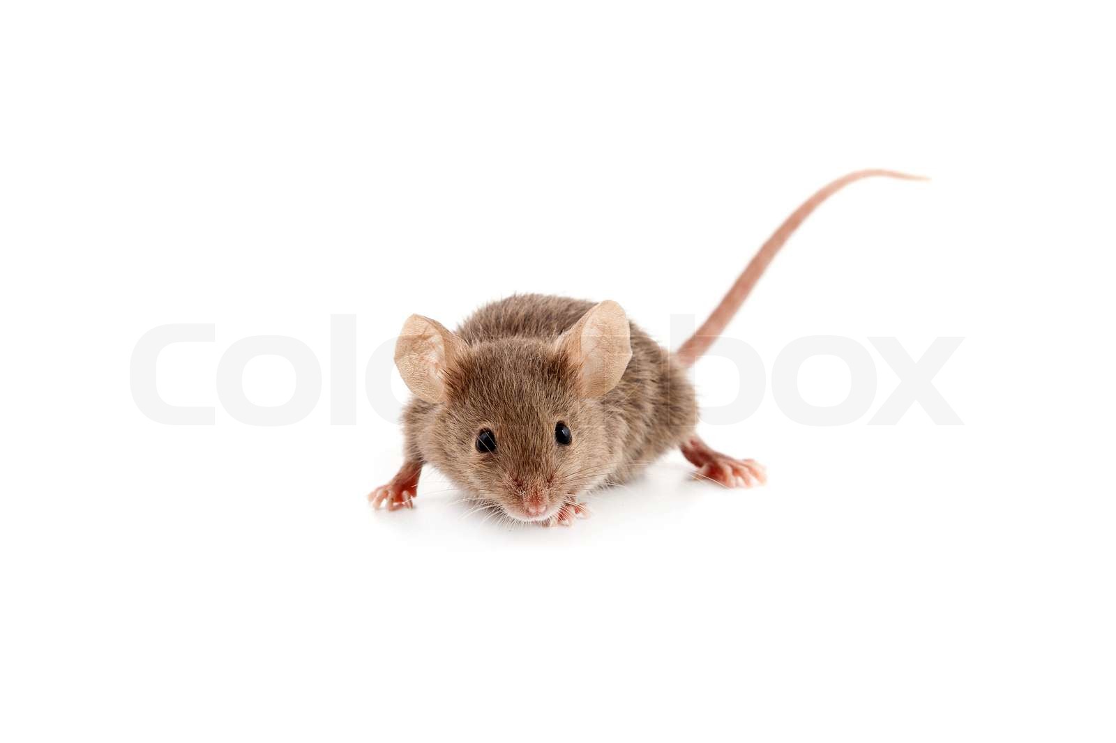 Small mouse | Stock image | Colourbox